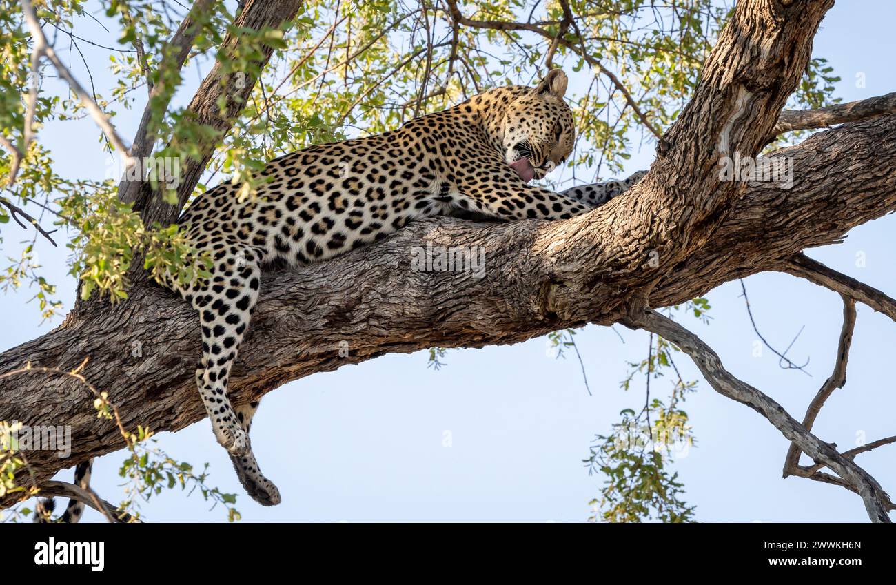 Leopard sitting in a tree in Botswana, Africa Stock Photo - Alamy
