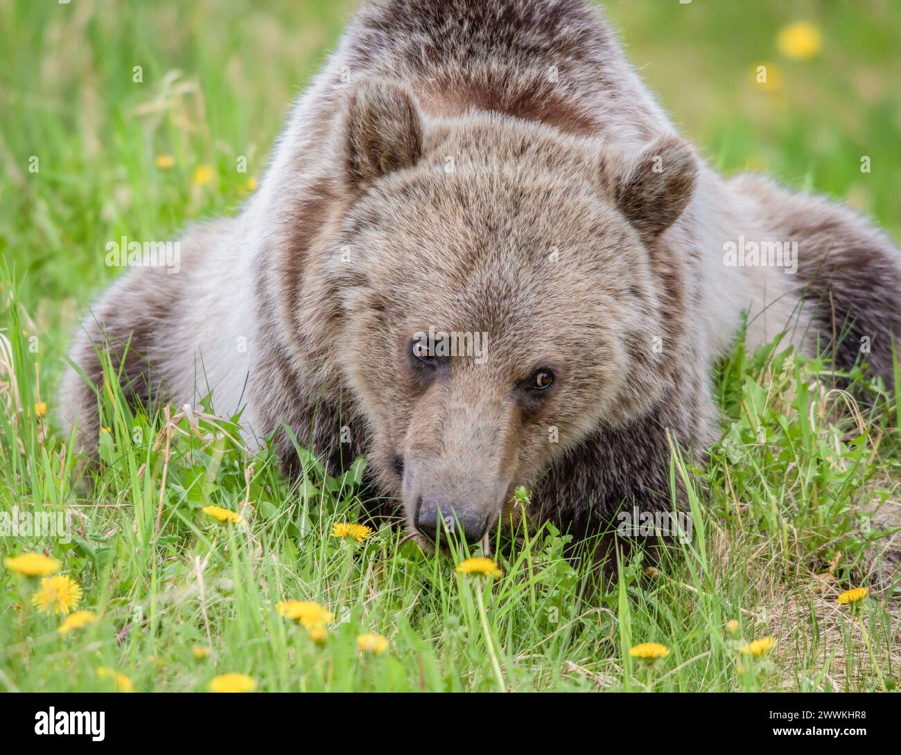 A close up of a Grizzly bear laying in a field of green grass eating ...