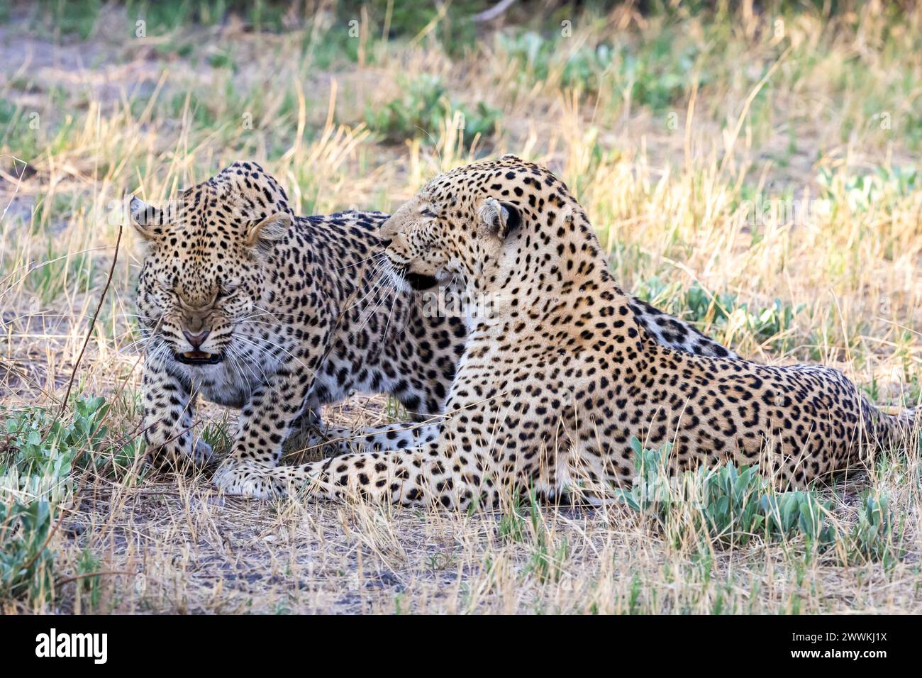 African leopard mating hi-res stock photography and images - Alamy