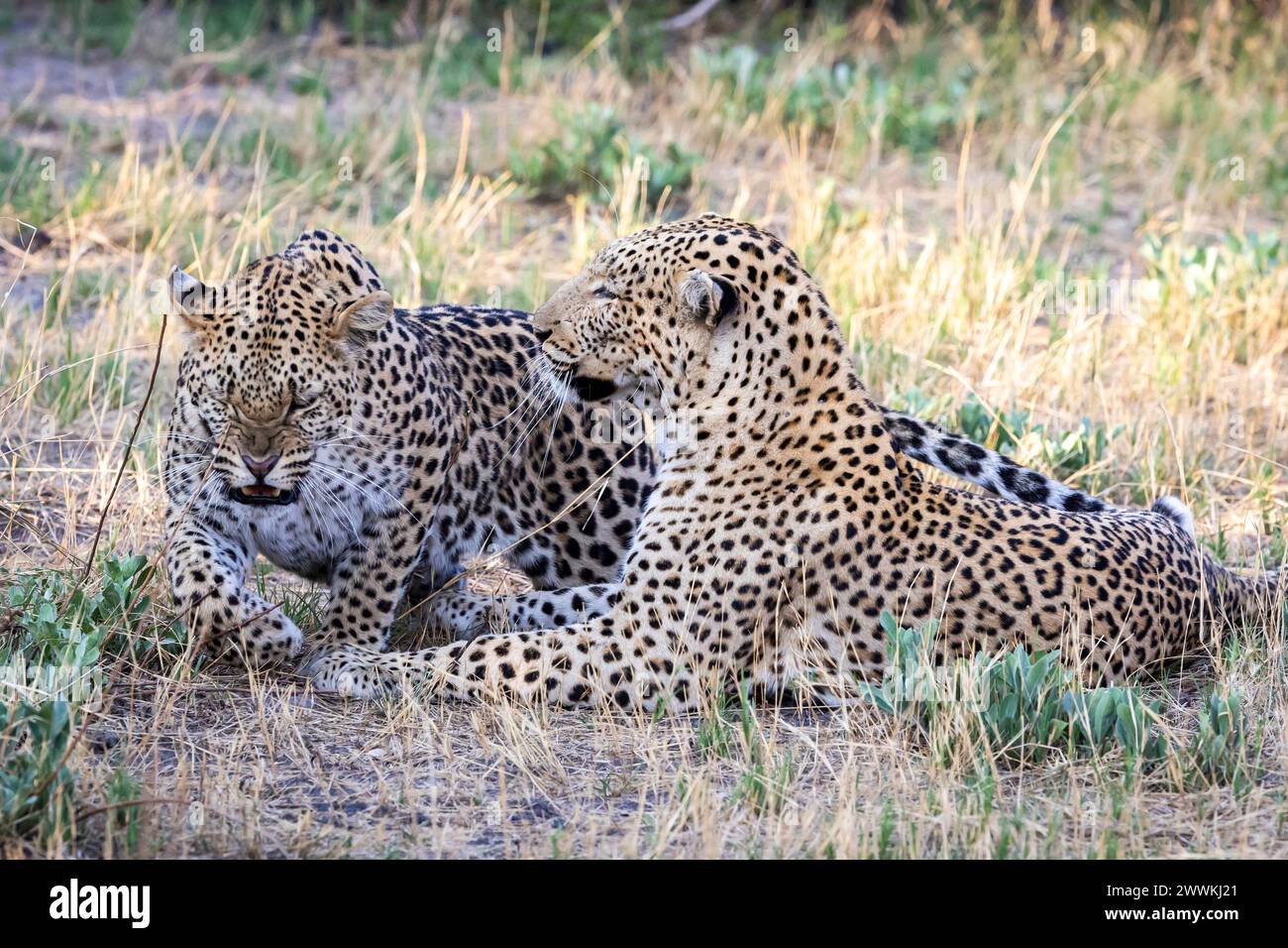 African leopard mating hi-res stock photography and images - Alamy
