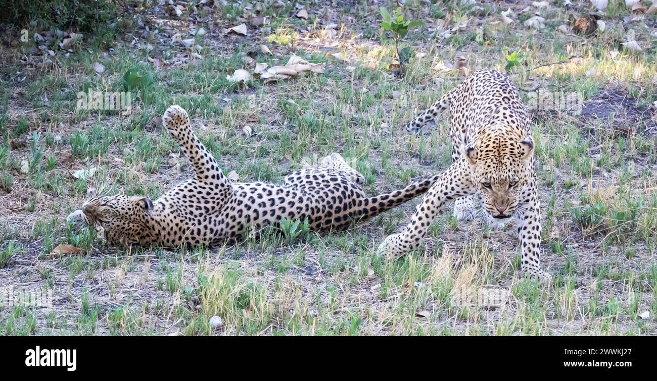 African leopard mating hi-res stock photography and images - Alamy