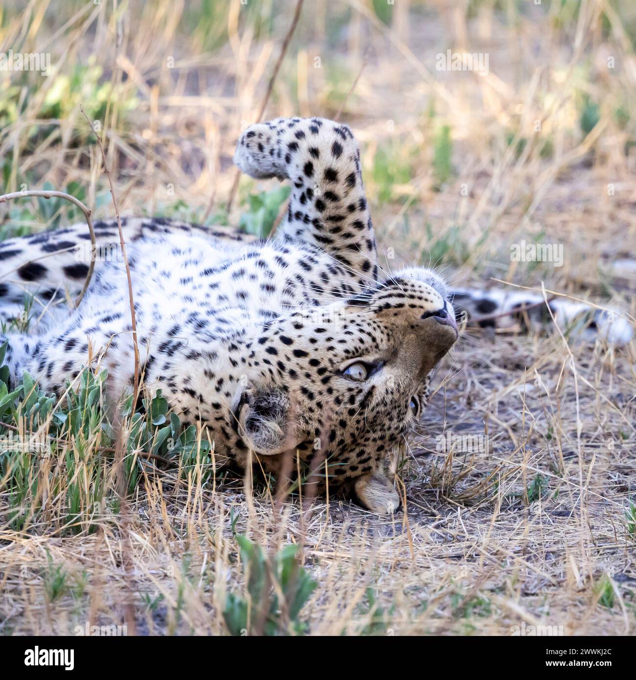 African leopard mating hi-res stock photography and images - Alamy