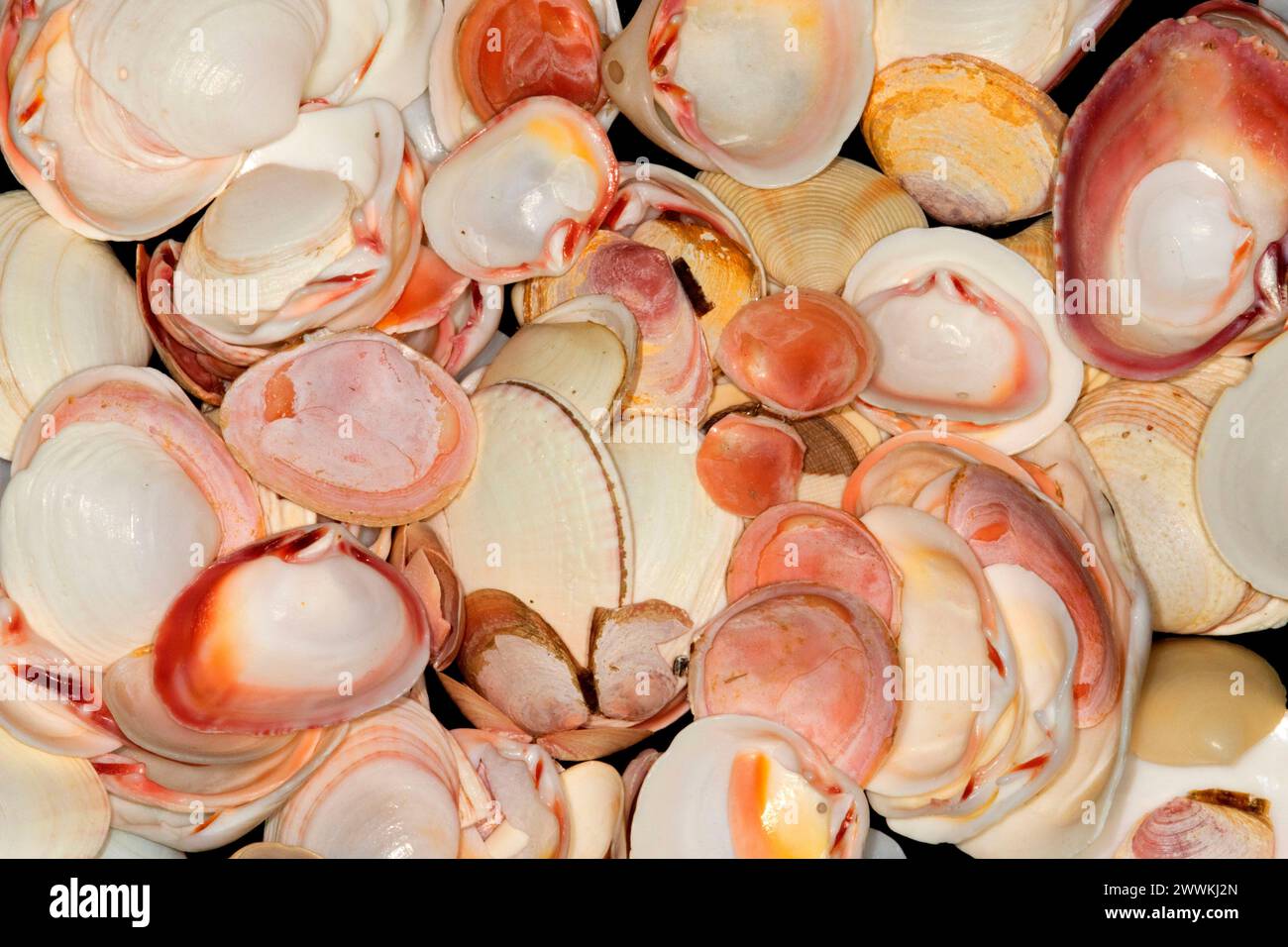 Sunset Clam shell Stock Photo - Alamy