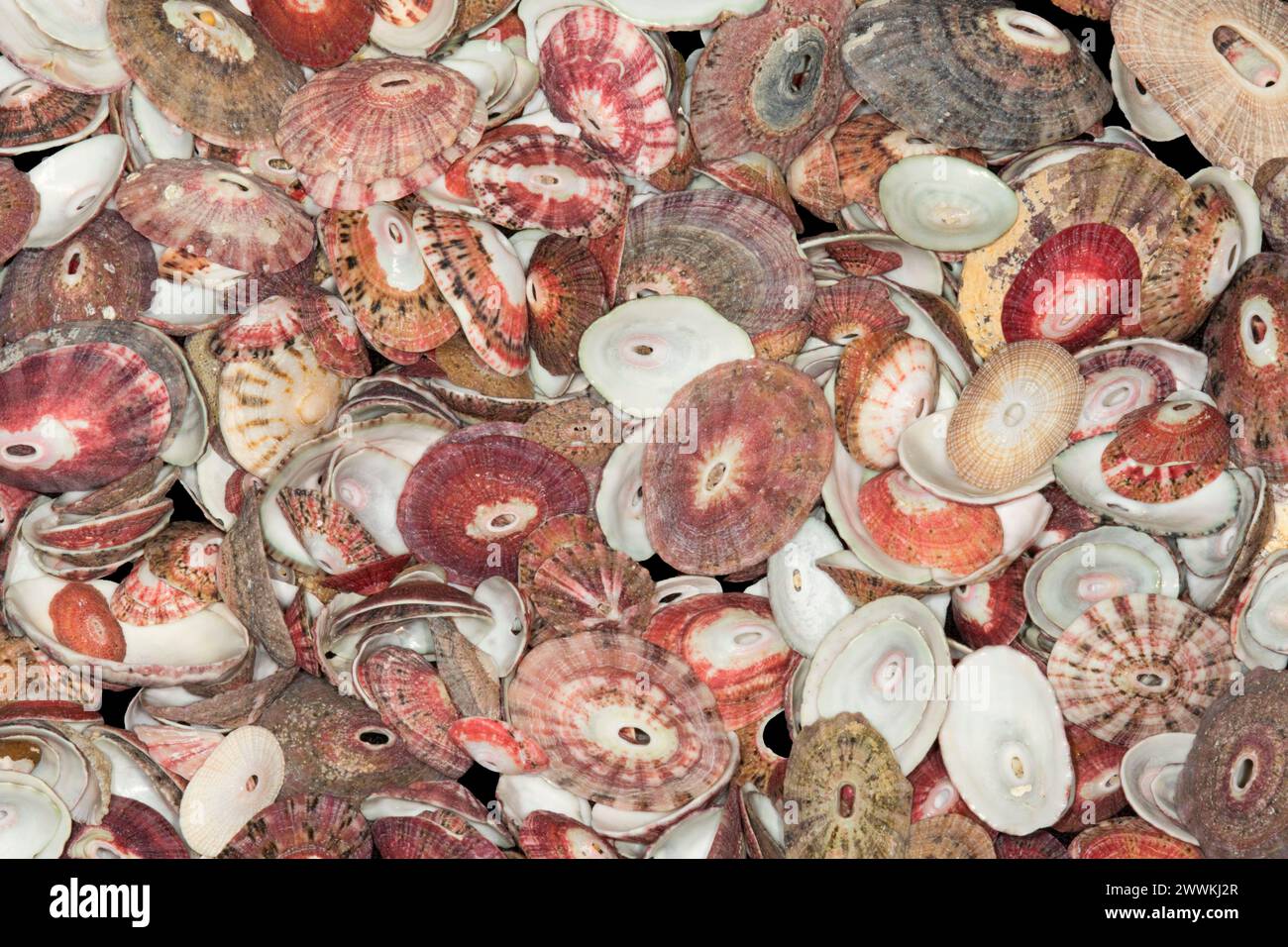 Limpet snails hi-res stock photography and images - Alamy