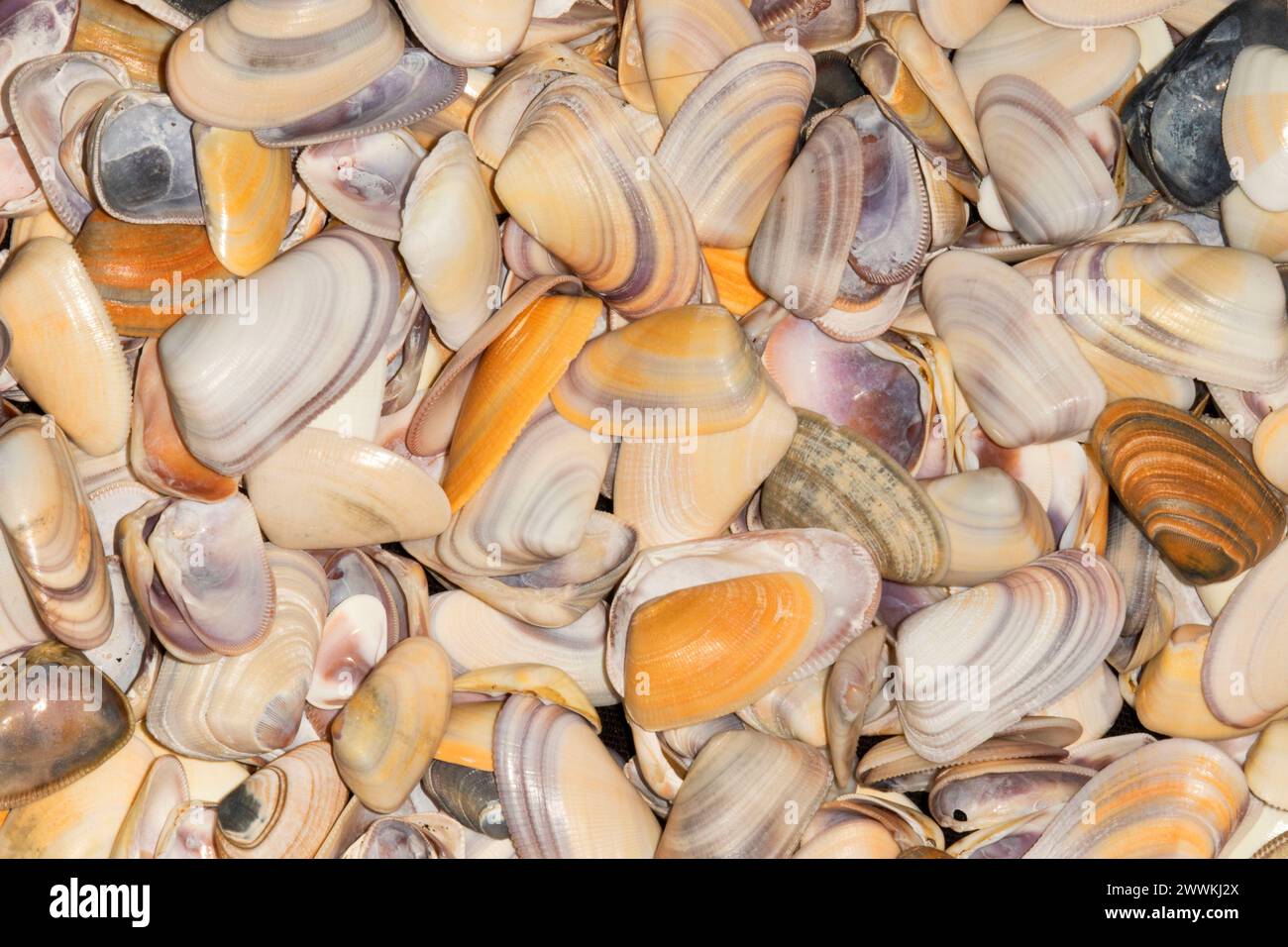 Bean clam beach hi-res stock photography and images - Alamy