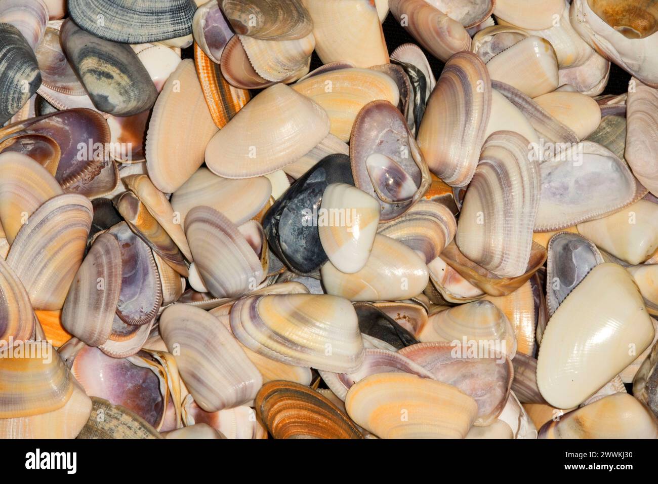 Bean clam beach hi-res stock photography and images - Alamy