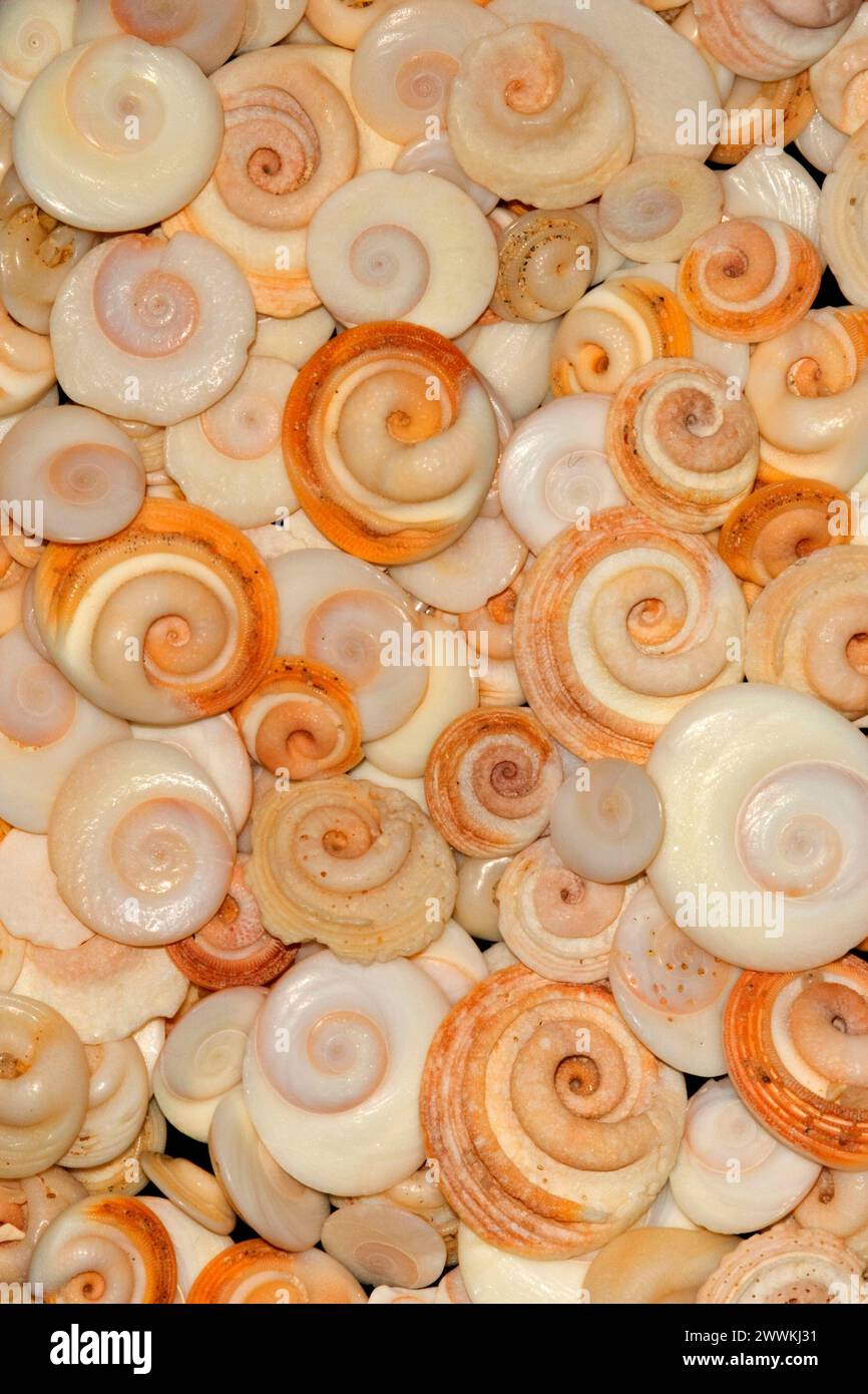 Operculum hi-res stock photography and images - Alamy