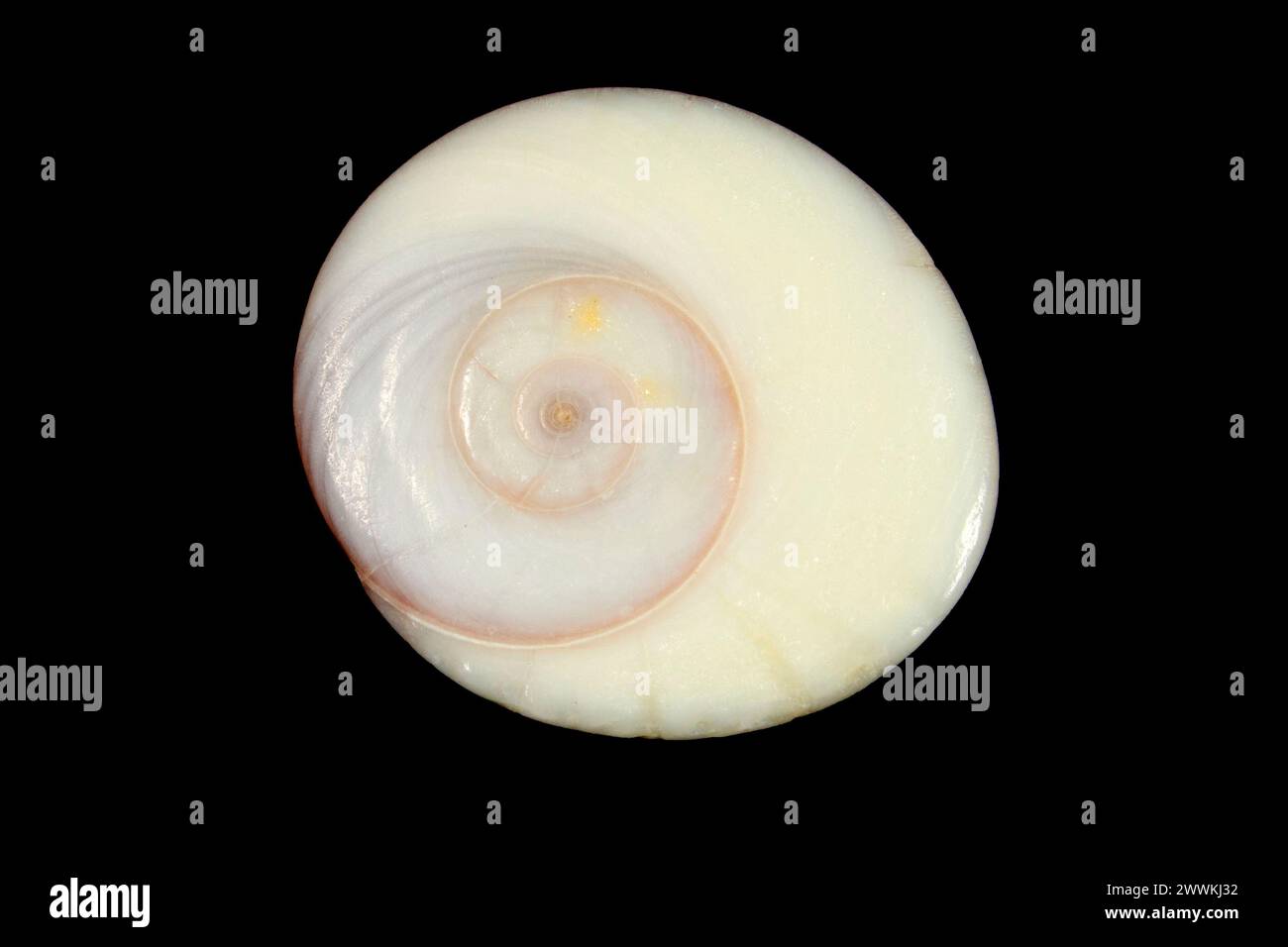 Operculum hi-res stock photography and images - Alamy