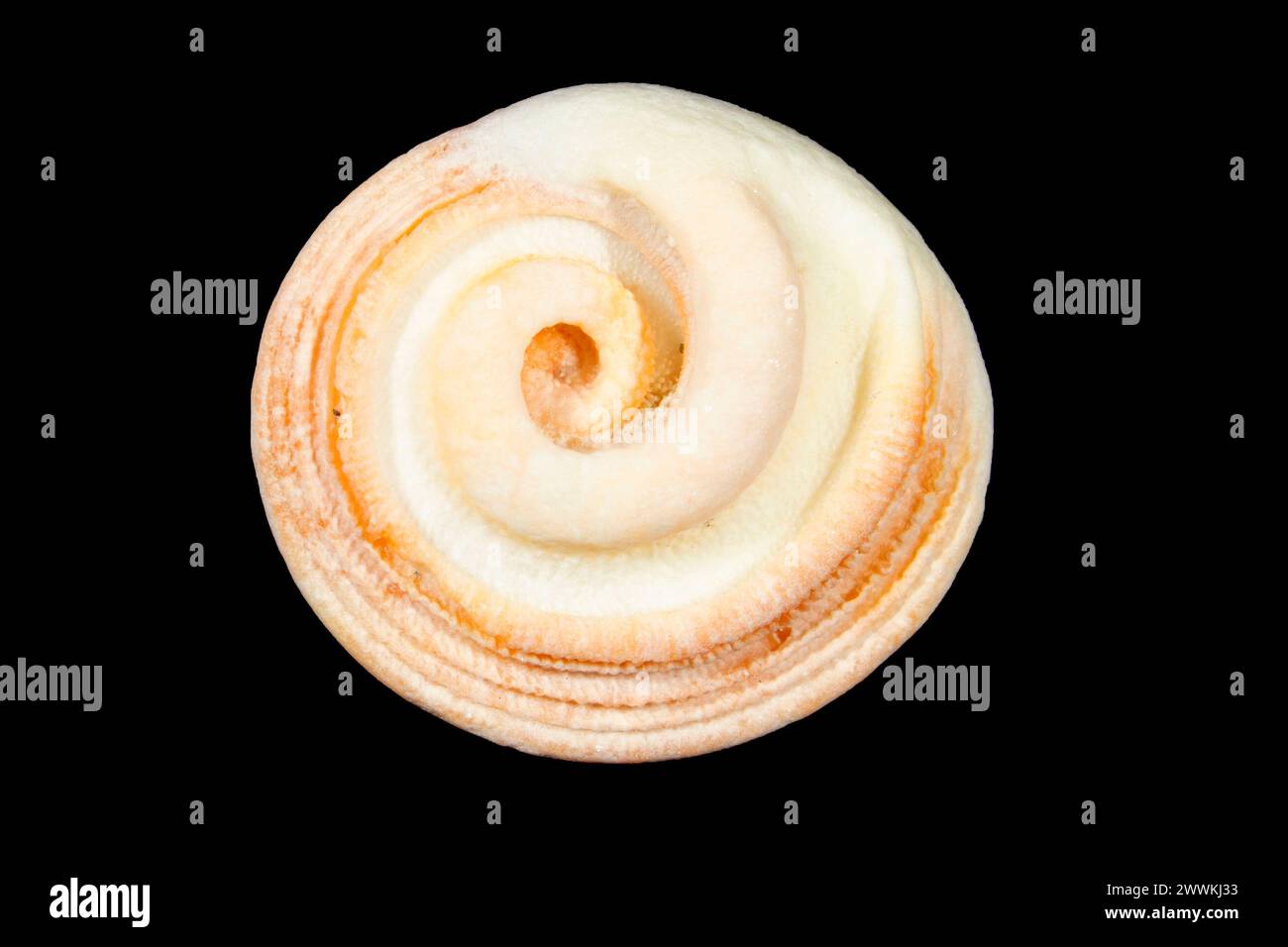 Operculum hi-res stock photography and images - Alamy