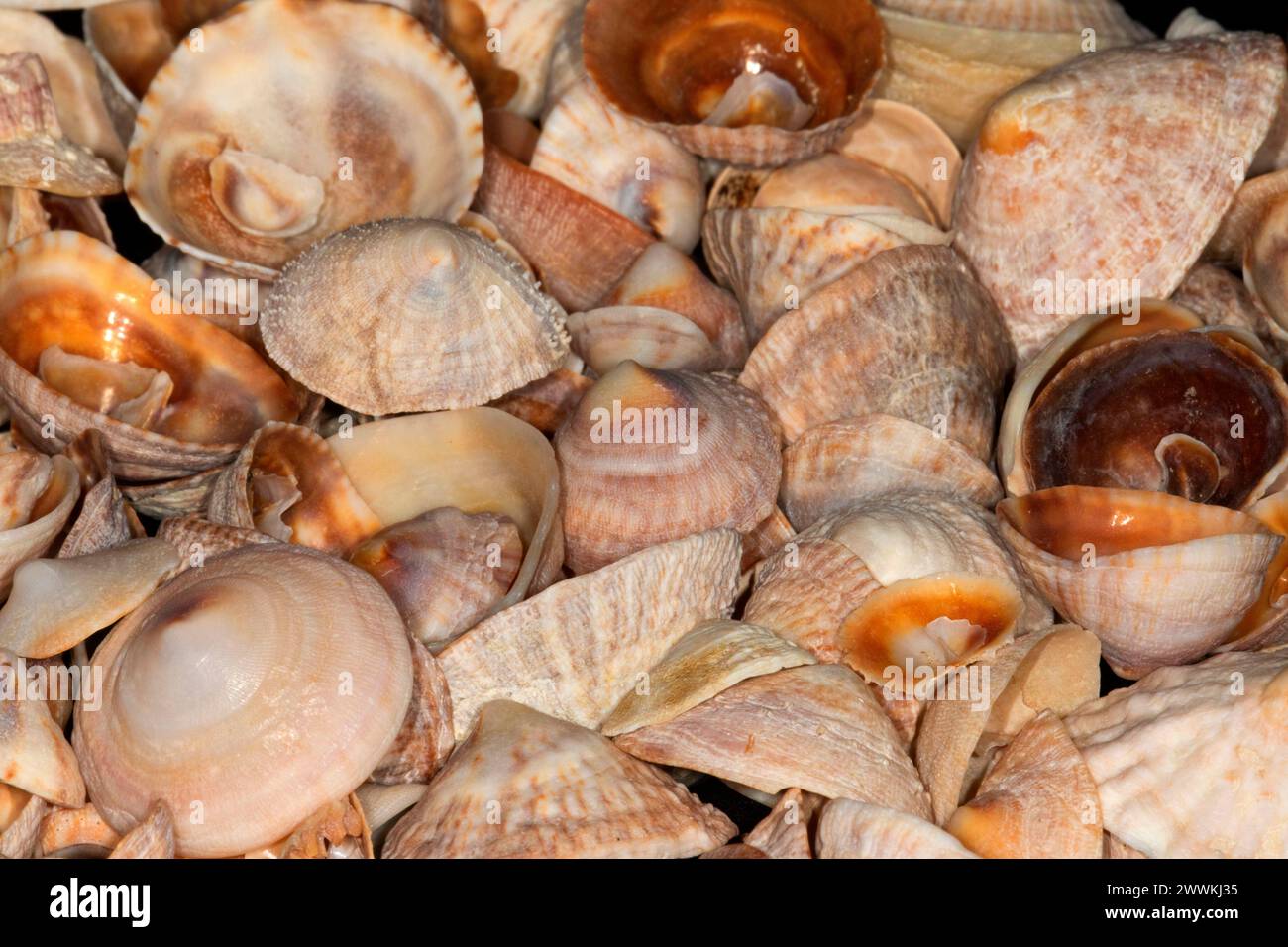 Spiny cup-and-saucer snail (Crucibulum spinosum) shell Stock Photo - Alamy