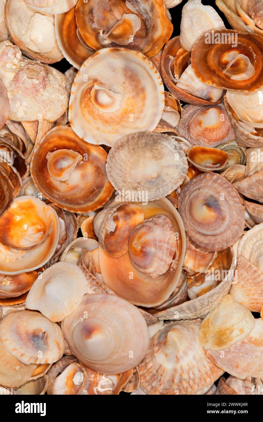 Spiny cup-and-saucer snail (Crucibulum spinosum) shell Stock Photo - Alamy