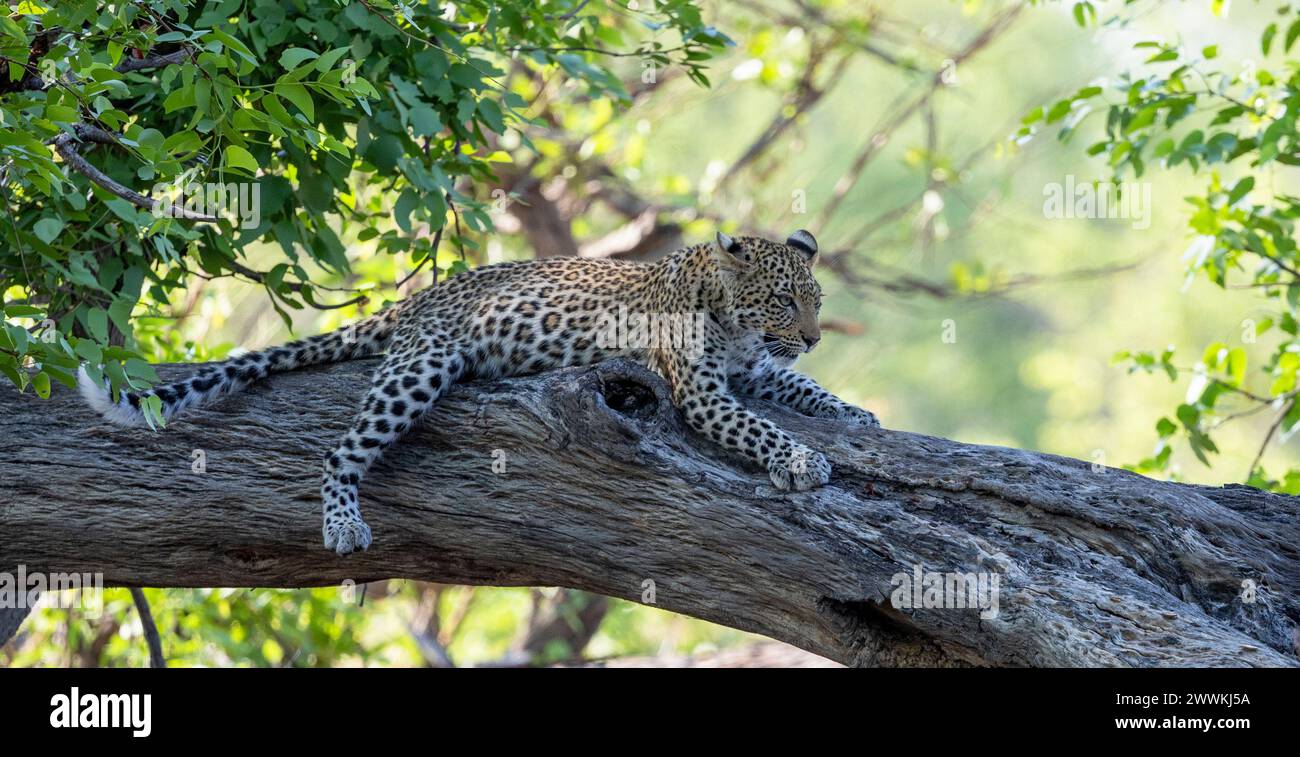 Sitting in the big tree hi-res stock photography and images - Alamy