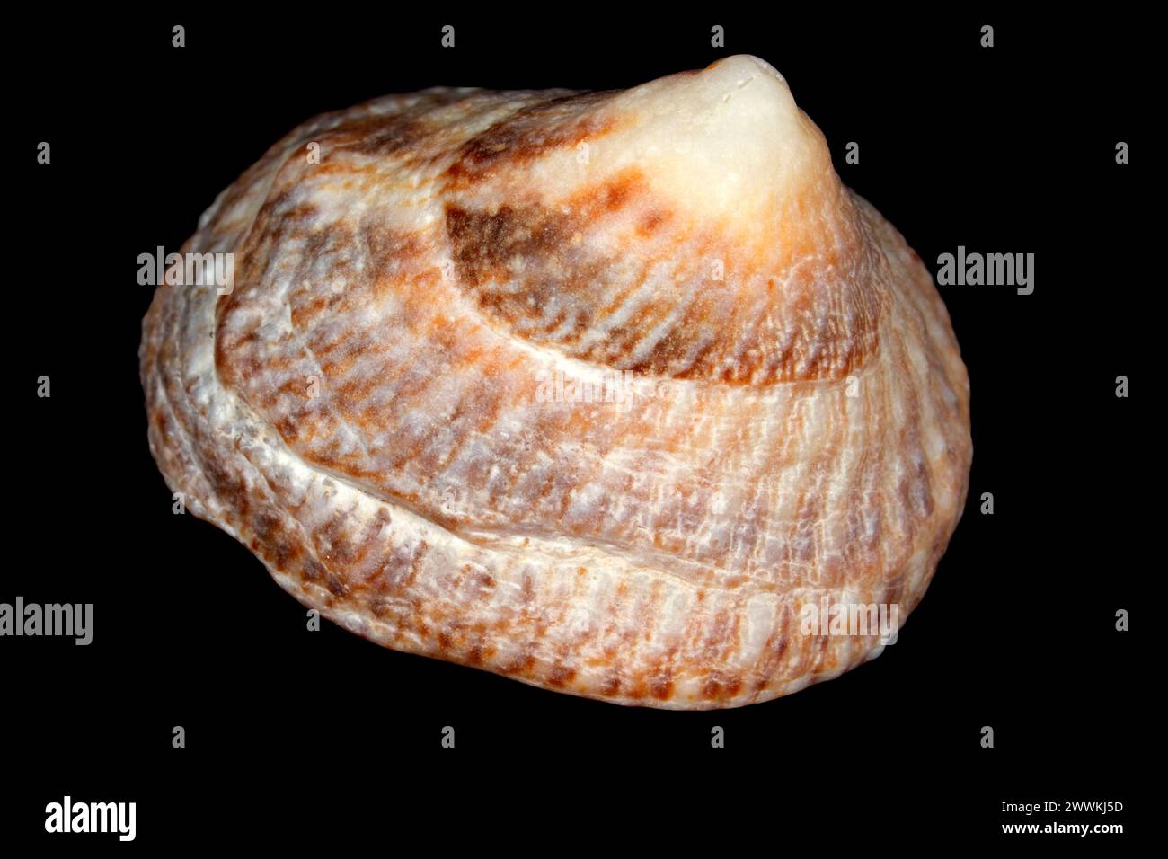 Spiny cup-and-saucer snail (Crucibulum spinosum) shell Stock Photo - Alamy