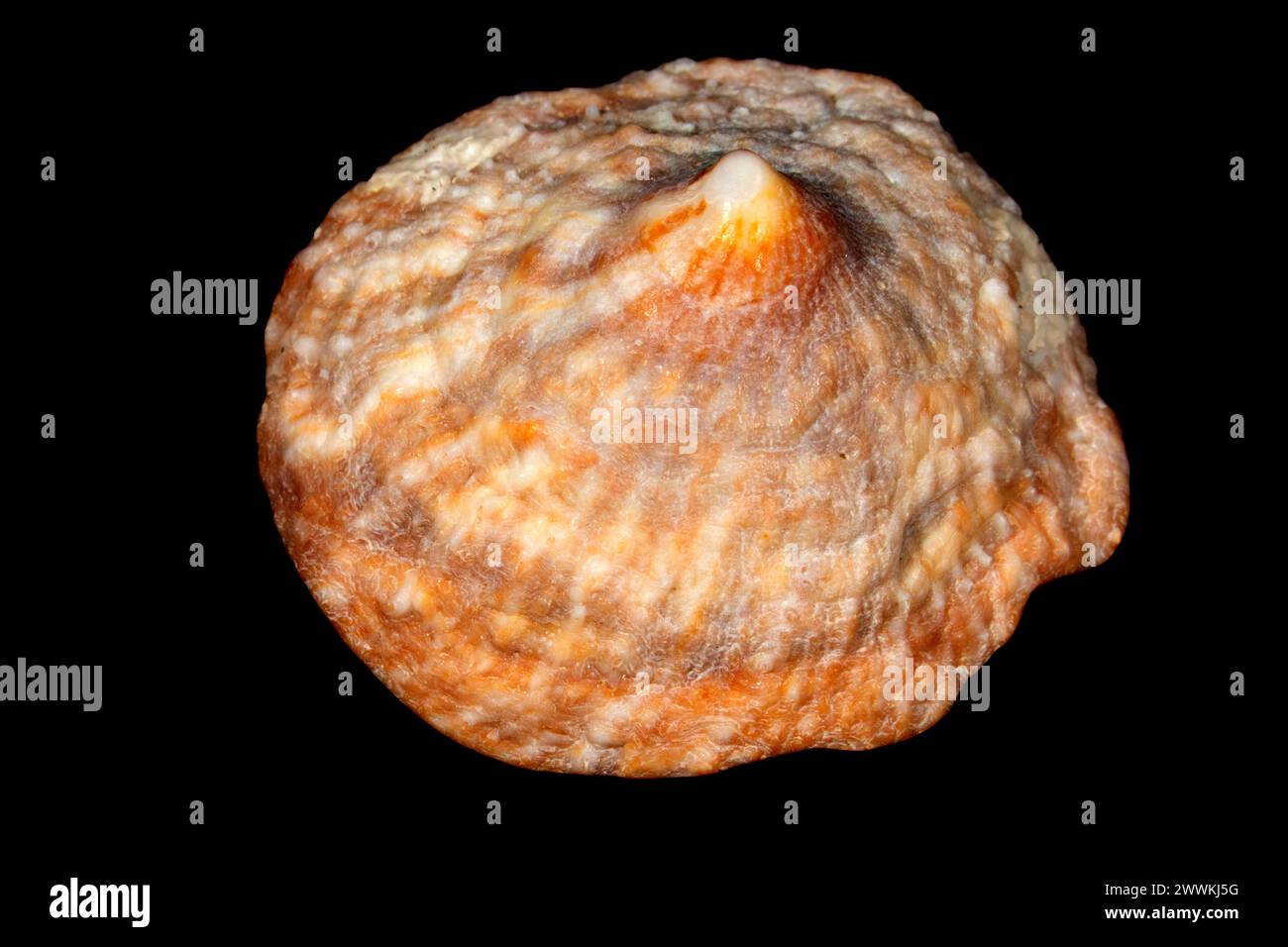 Spiny cup-and-saucer snail (Crucibulum spinosum) shell Stock Photo - Alamy
