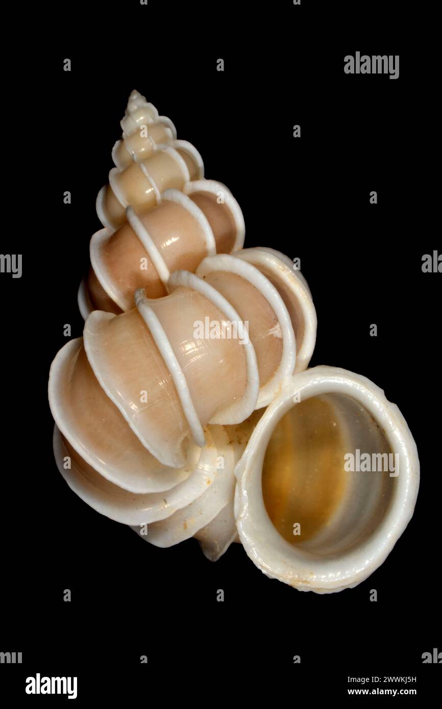 Snail shell staircase hi-res stock photography and images - Alamy