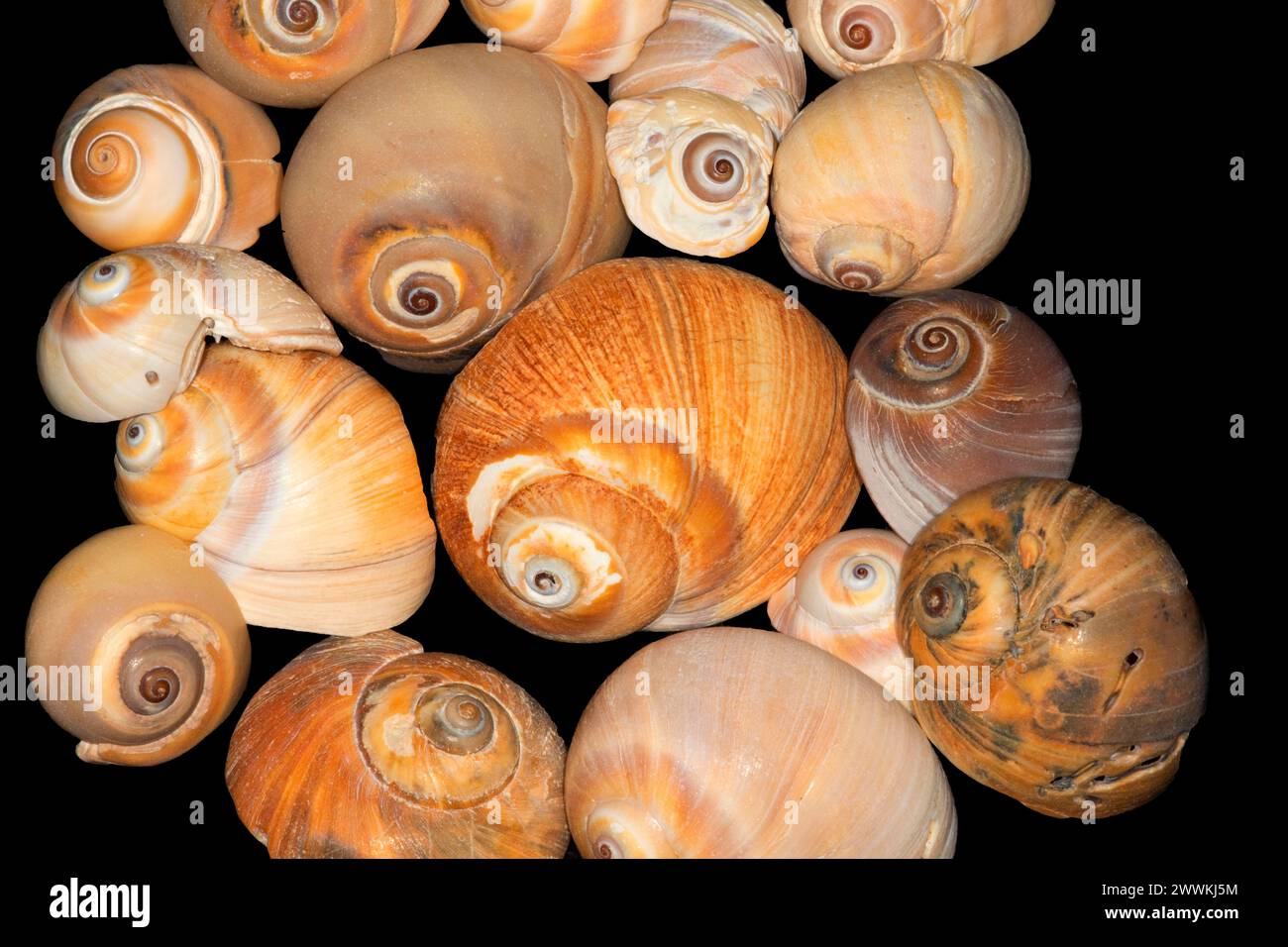 Moon snail shell Stock Photo - Alamy