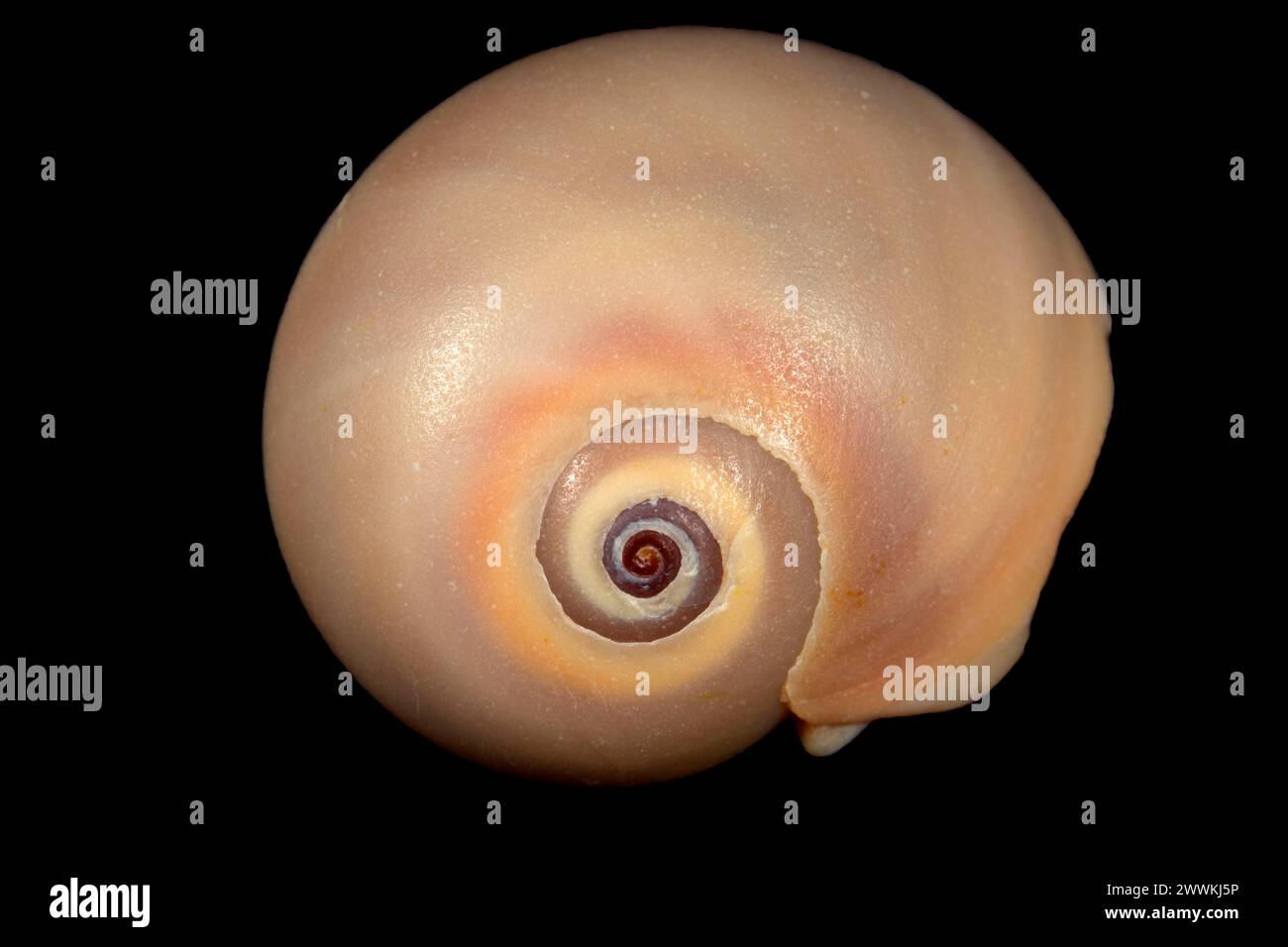 Moonsnail shell hi-res stock photography and images - Alamy