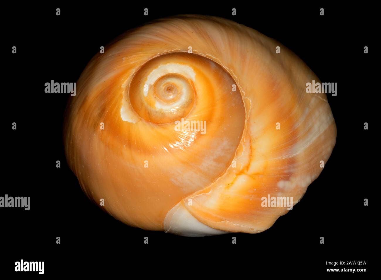 Moonsnail hi-res stock photography and images - Alamy