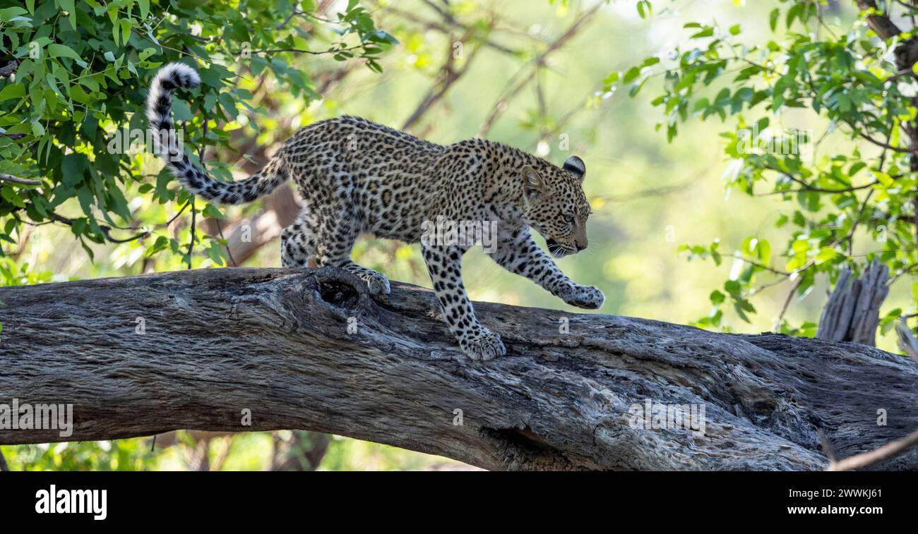 Leopard sitting in a tree in Botswana, Africa Stock Photo - Alamy