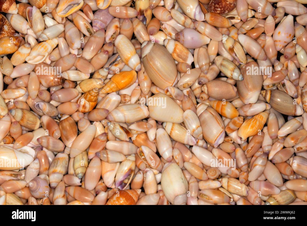 Olive shell snail hi-res stock photography and images - Alamy