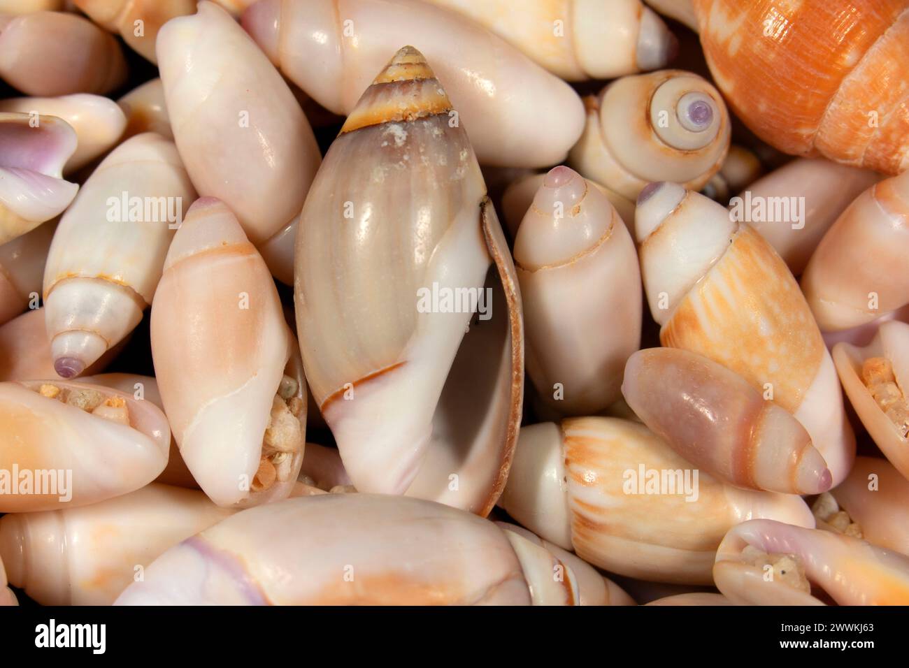 Olive shell snail hi-res stock photography and images - Alamy