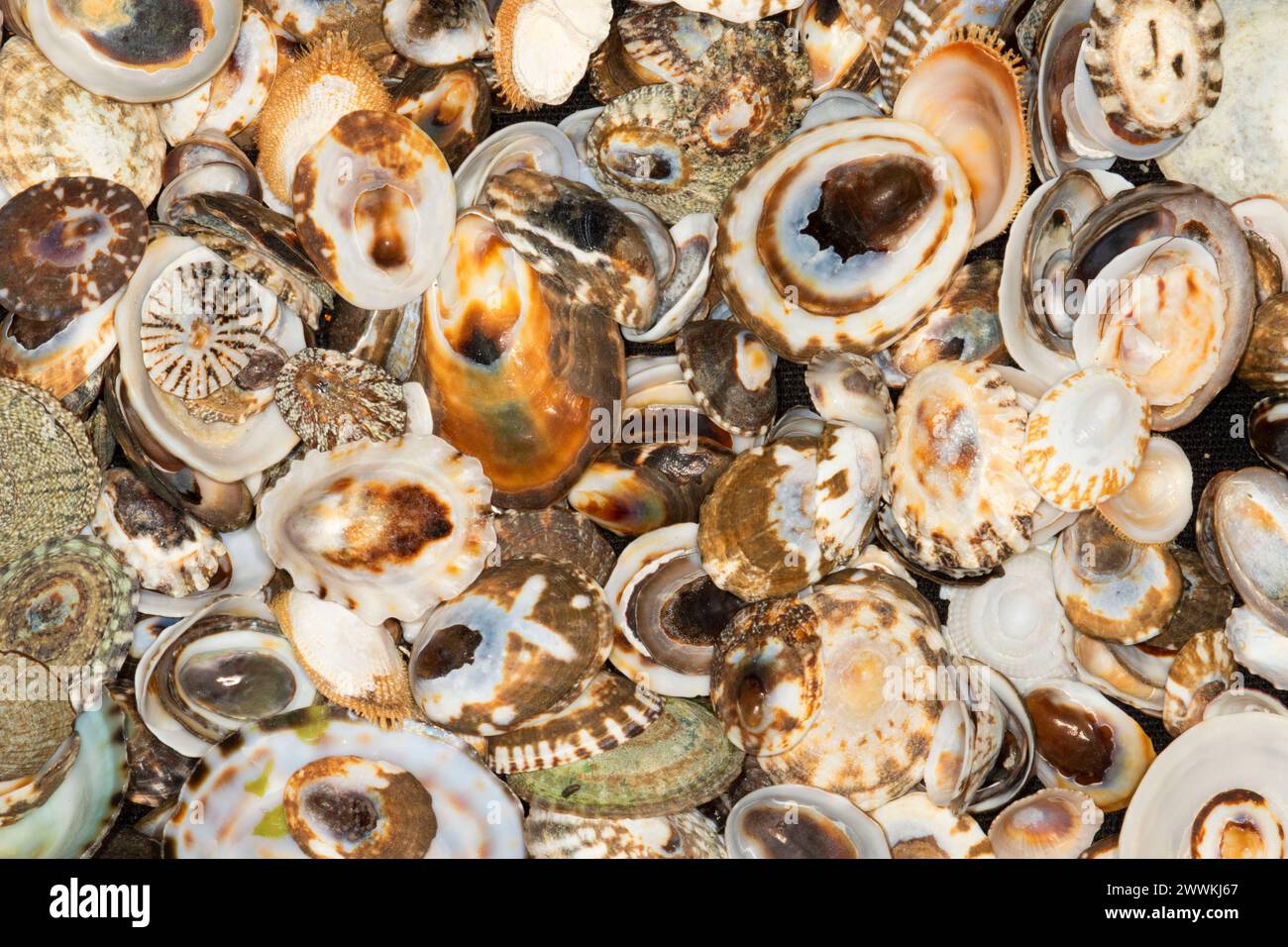 Limpet shell hi-res stock photography and images - Alamy