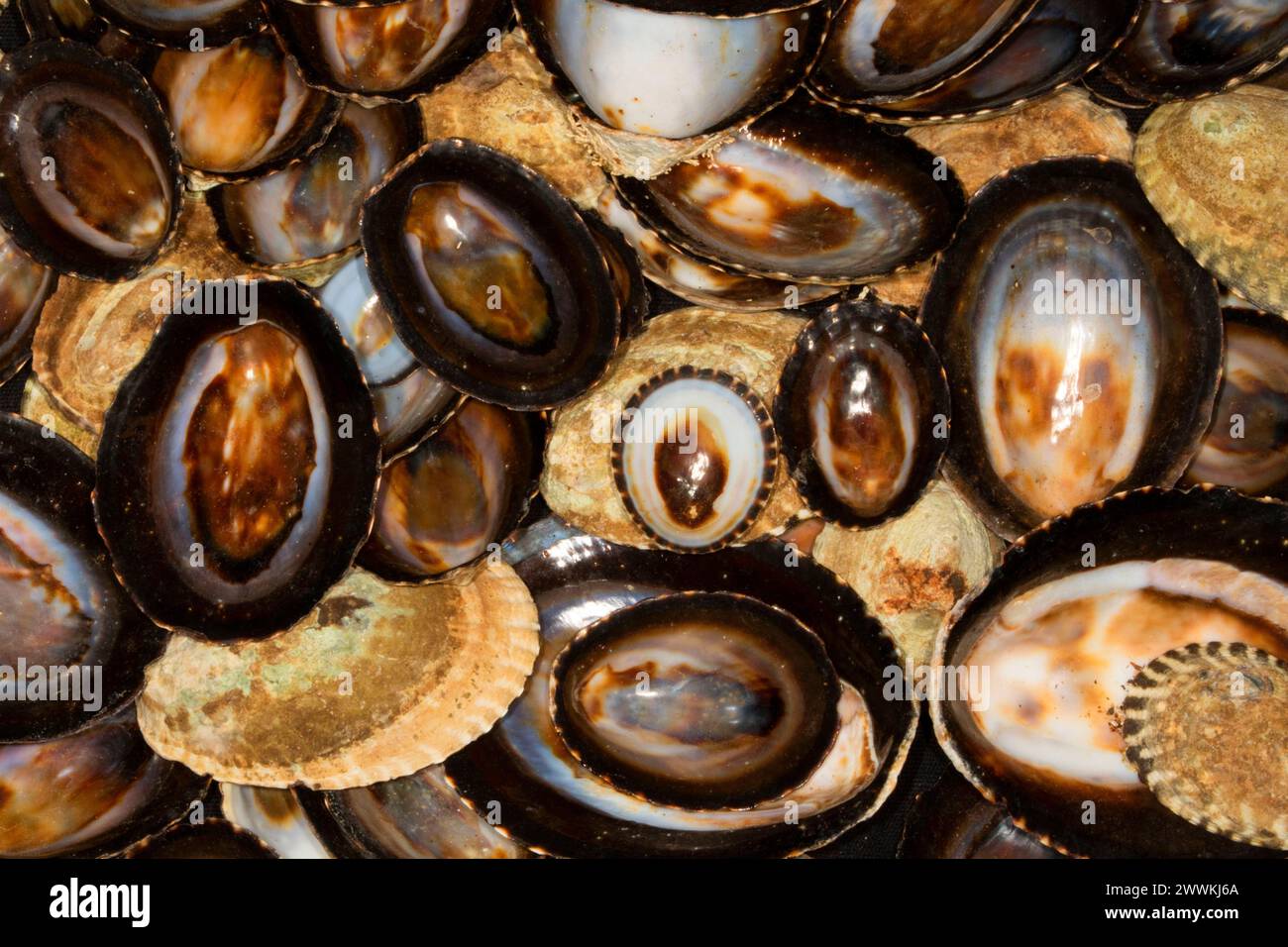 Owl Limpet shell Stock Photo - Alamy