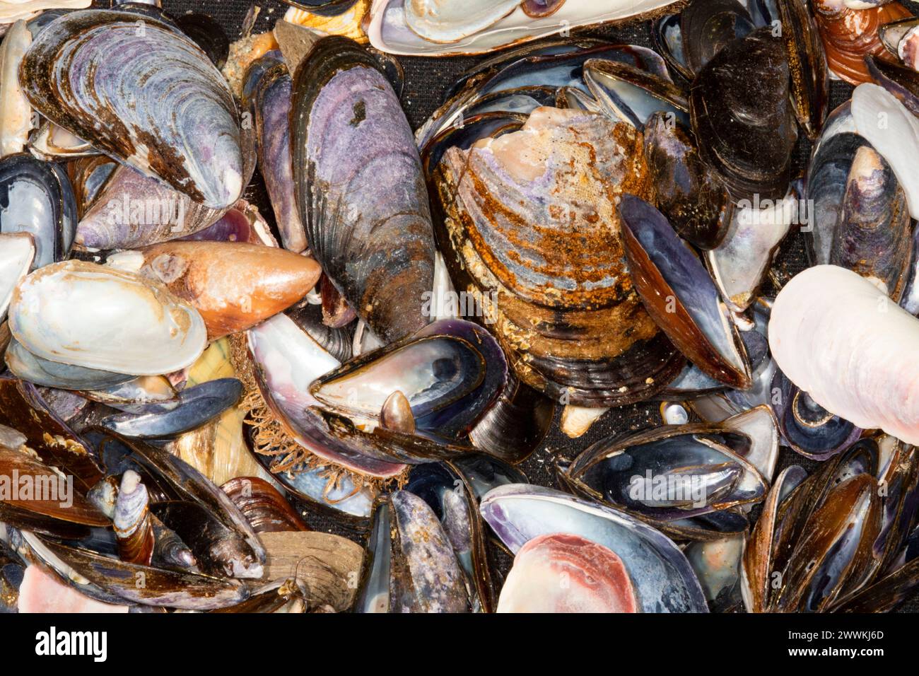 California mussel shell Stock Photo - Alamy