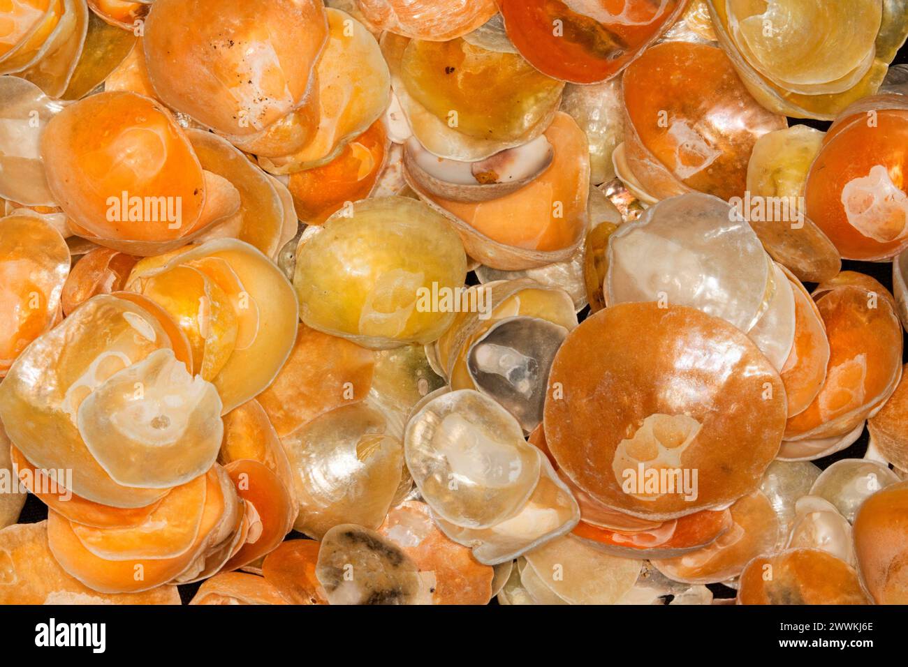 Jingle shell hi-res stock photography and images - Alamy