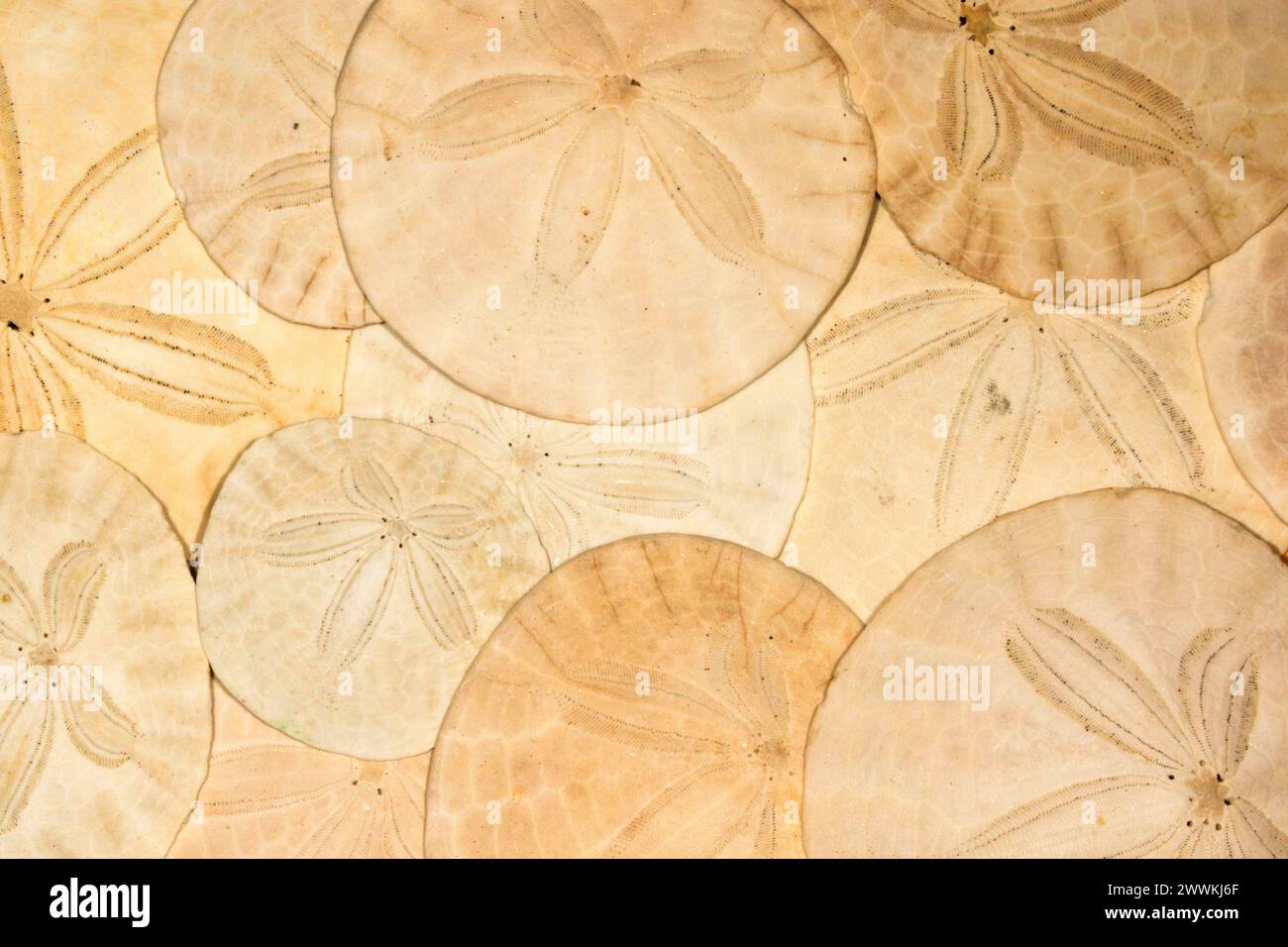 Sand dollar shell Stock Photo - Alamy