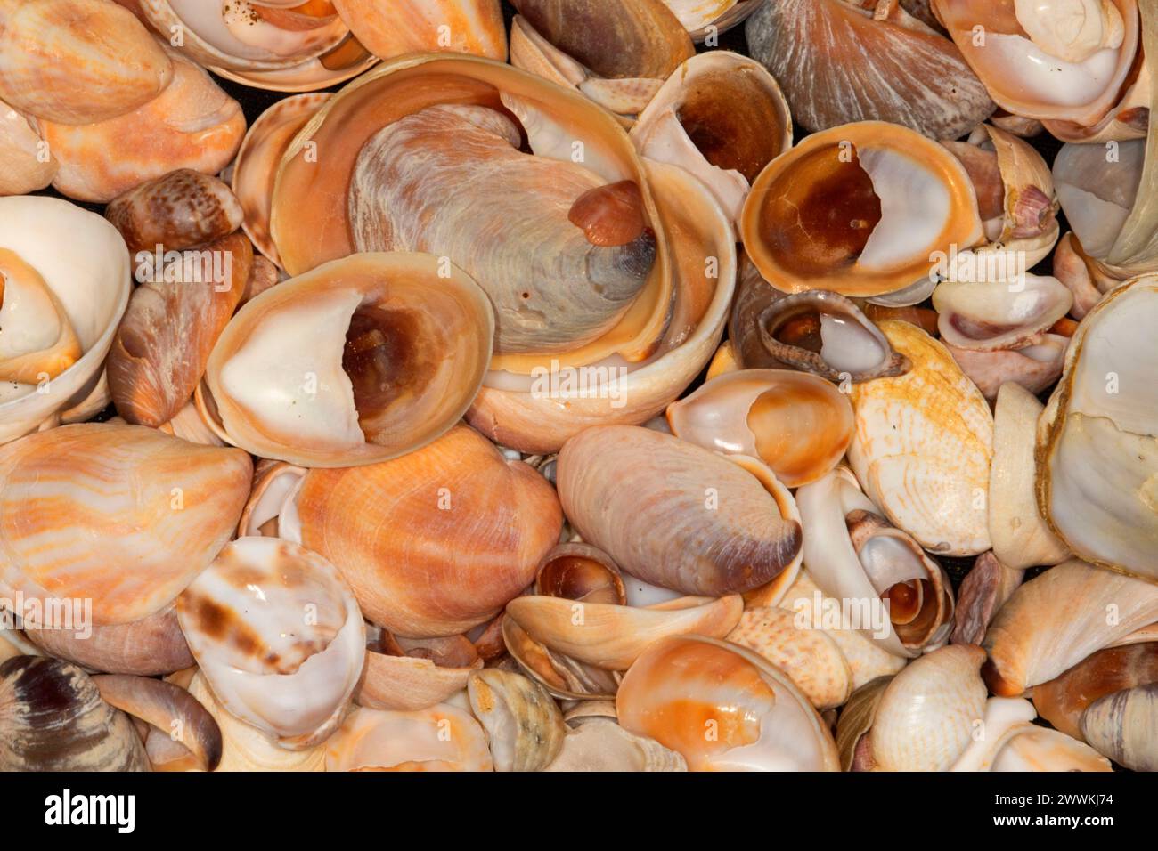 Slipper shell hi-res stock photography and images - Alamy