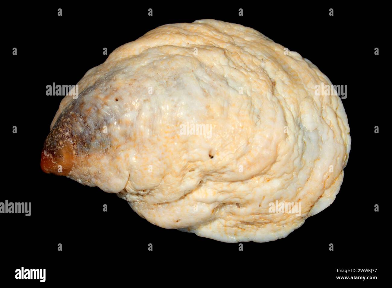 Slipper shell hi-res stock photography and images - Alamy
