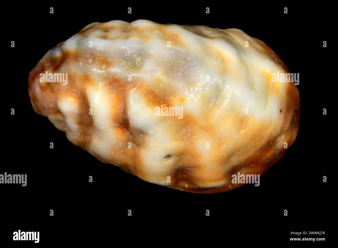 Slipper shell hi-res stock photography and images - Alamy