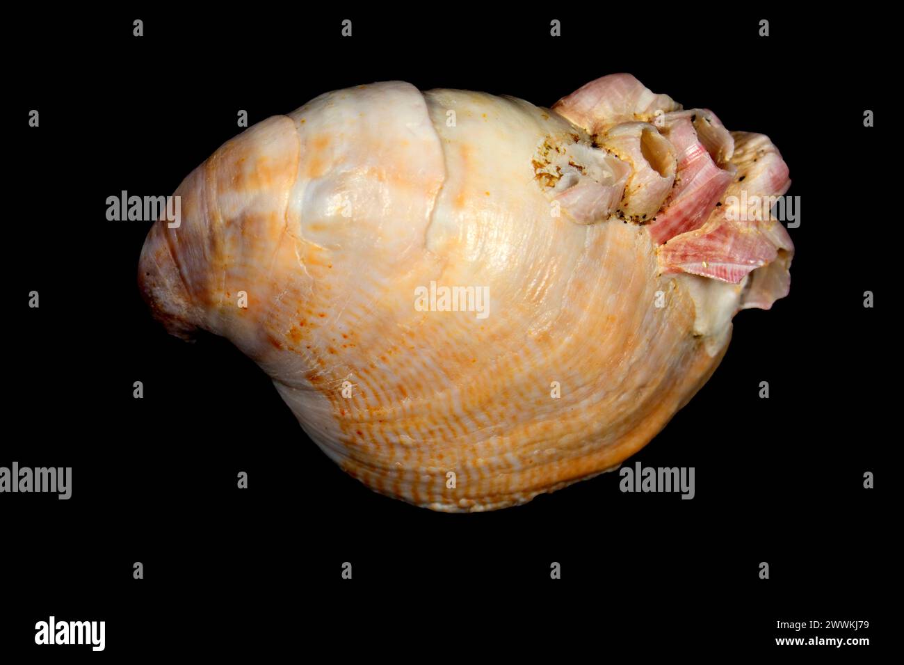 Quarterdeck shell hi-res stock photography and images - Alamy