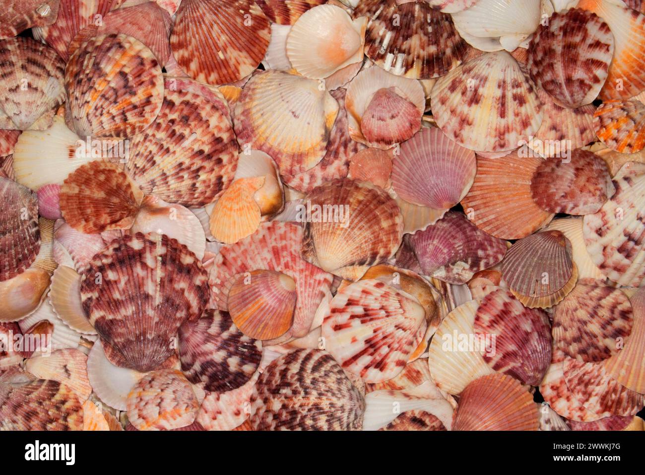Calico scallop hi-res stock photography and images - Alamy