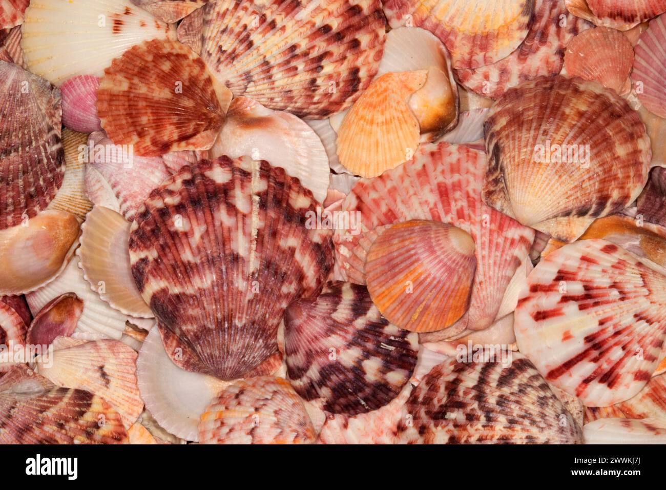 Calico scallop hi-res stock photography and images - Alamy
