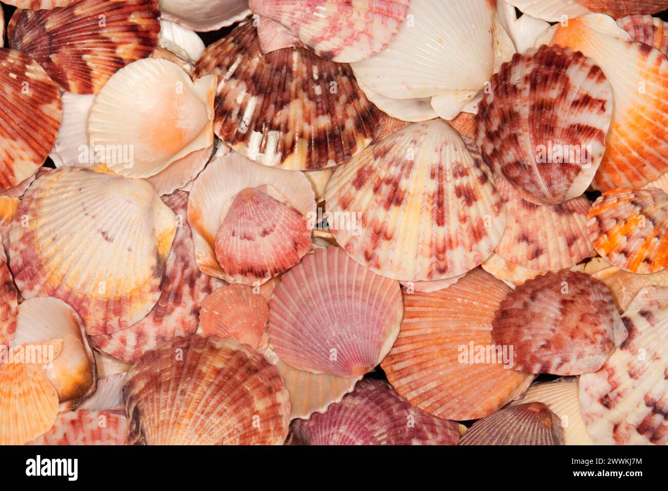 Calico scallop hi-res stock photography and images - Alamy