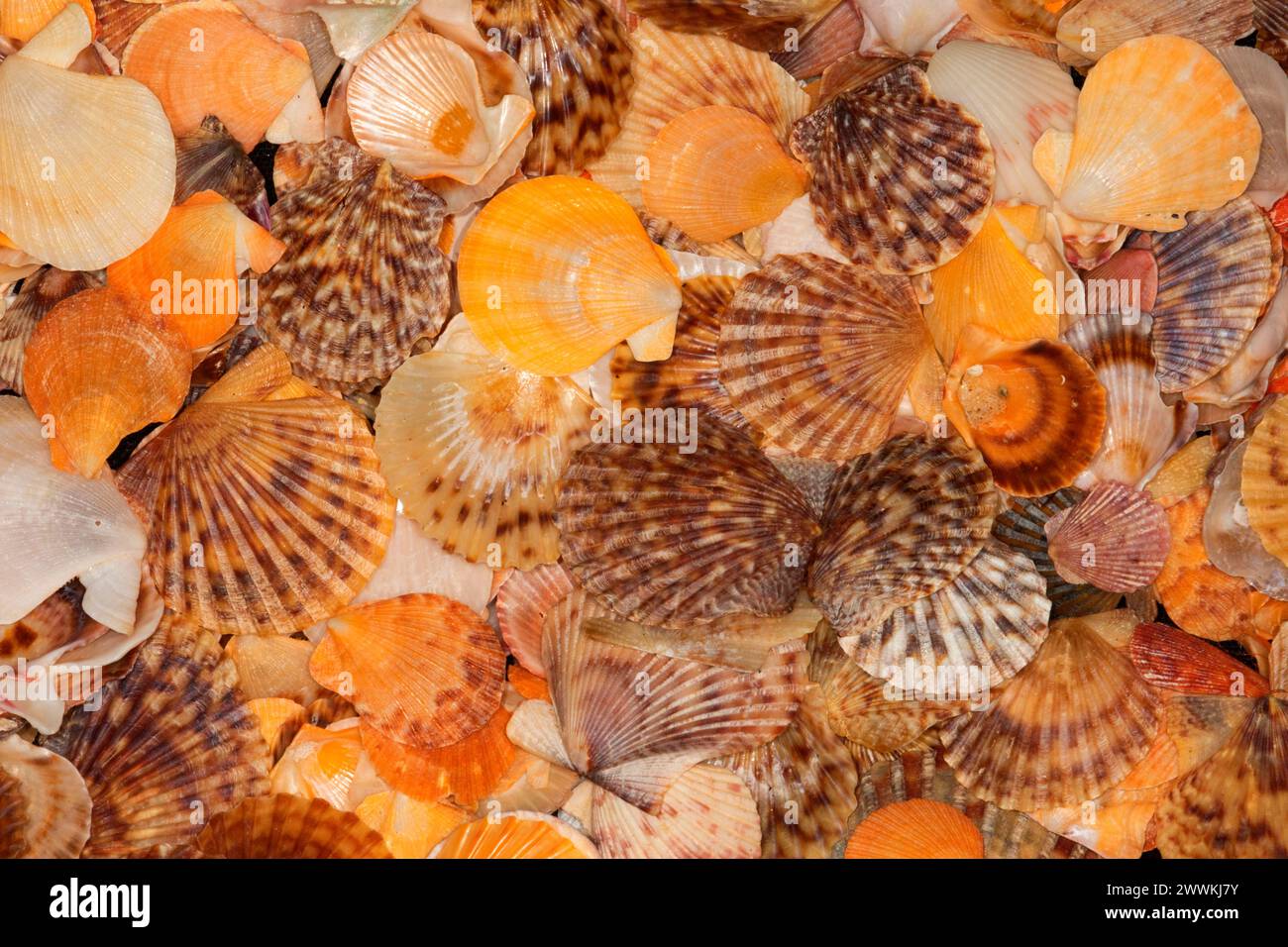Calico scallop hi-res stock photography and images - Alamy