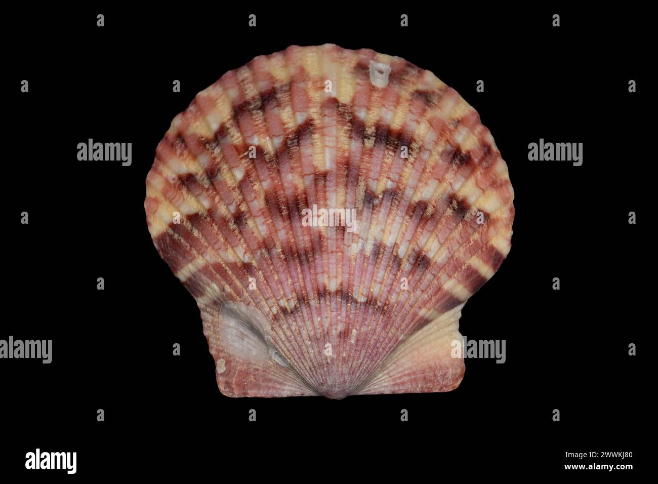 Calico Scallop shell Stock Photo - Alamy
