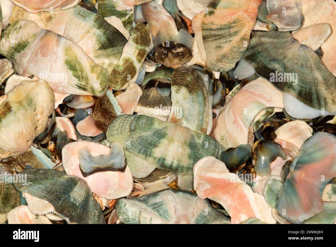 Chiton shell hi-res stock photography and images - Alamy