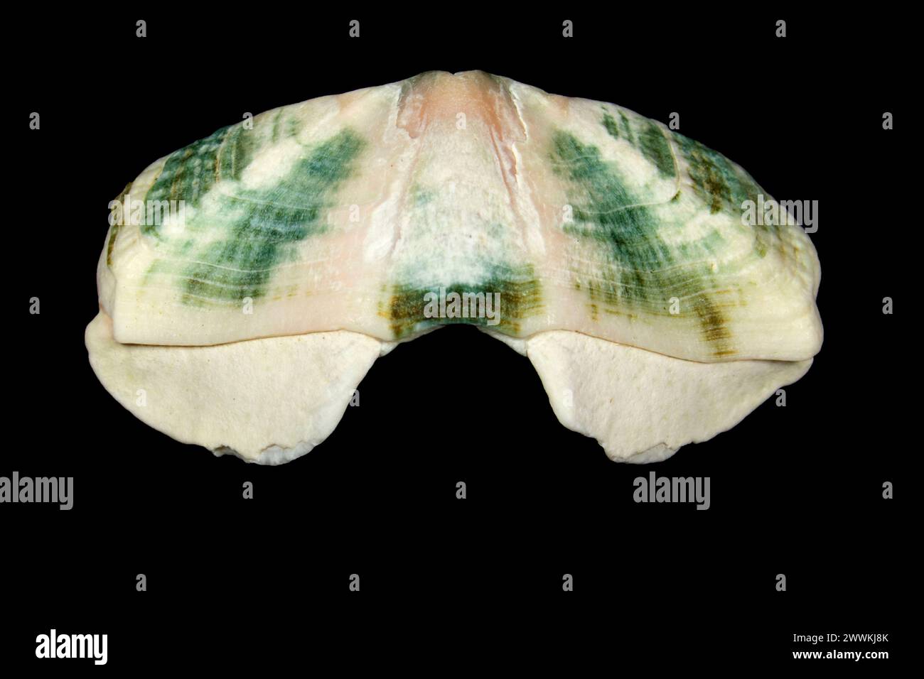 Chiton shell hi-res stock photography and images - Alamy