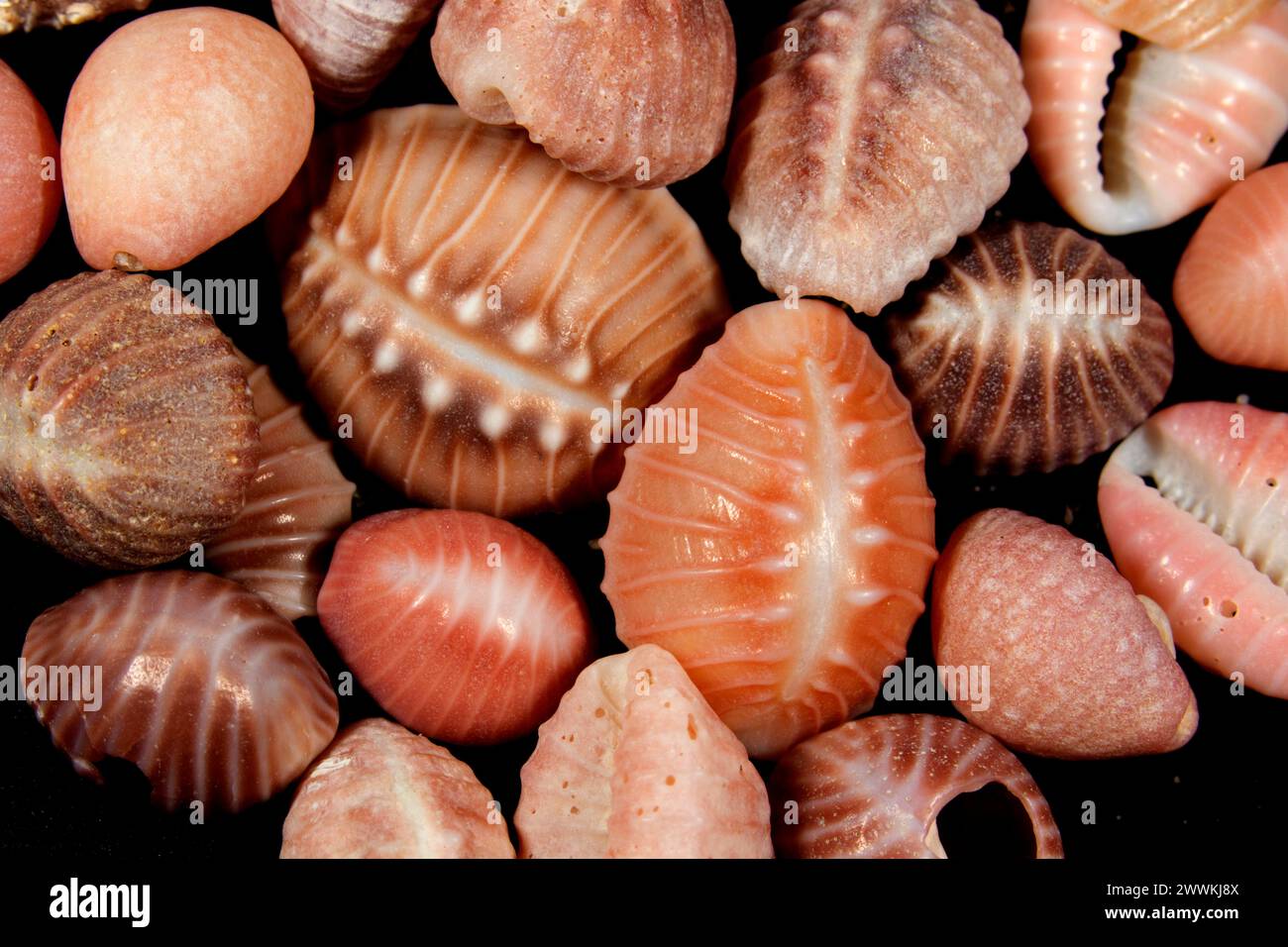 Coffee shell hi-res stock photography and images - Alamy