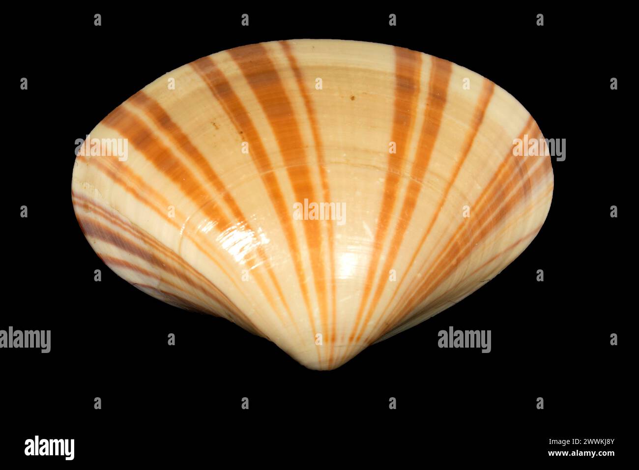 Pismo clam shell Stock Photo - Alamy