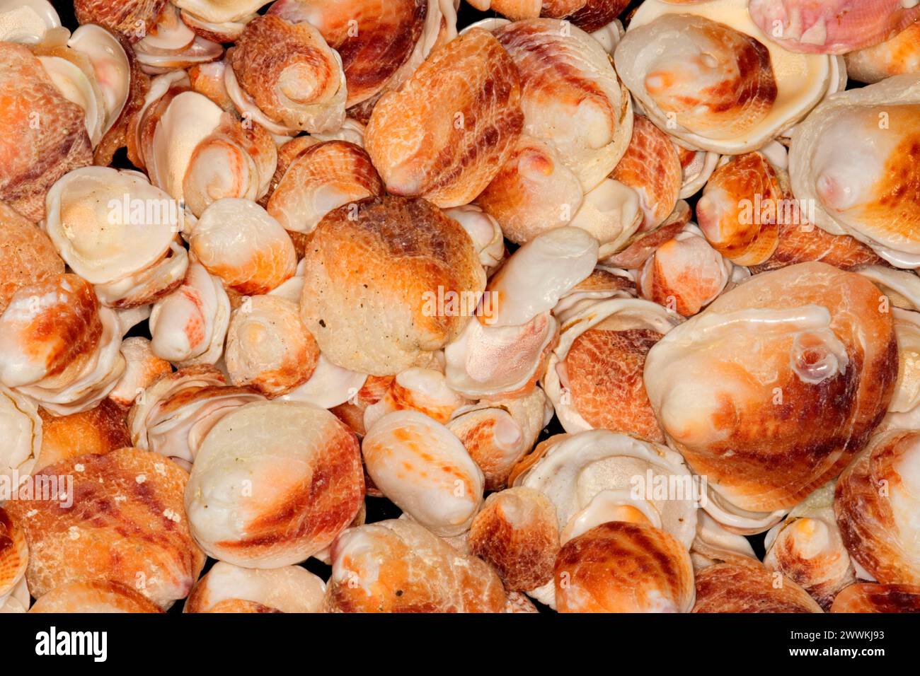 Secret jewelbox hi-res stock photography and images - Alamy