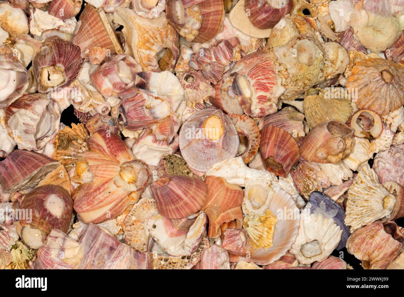 Red-striped Acorn Barnacle shell Stock Photo - Alamy