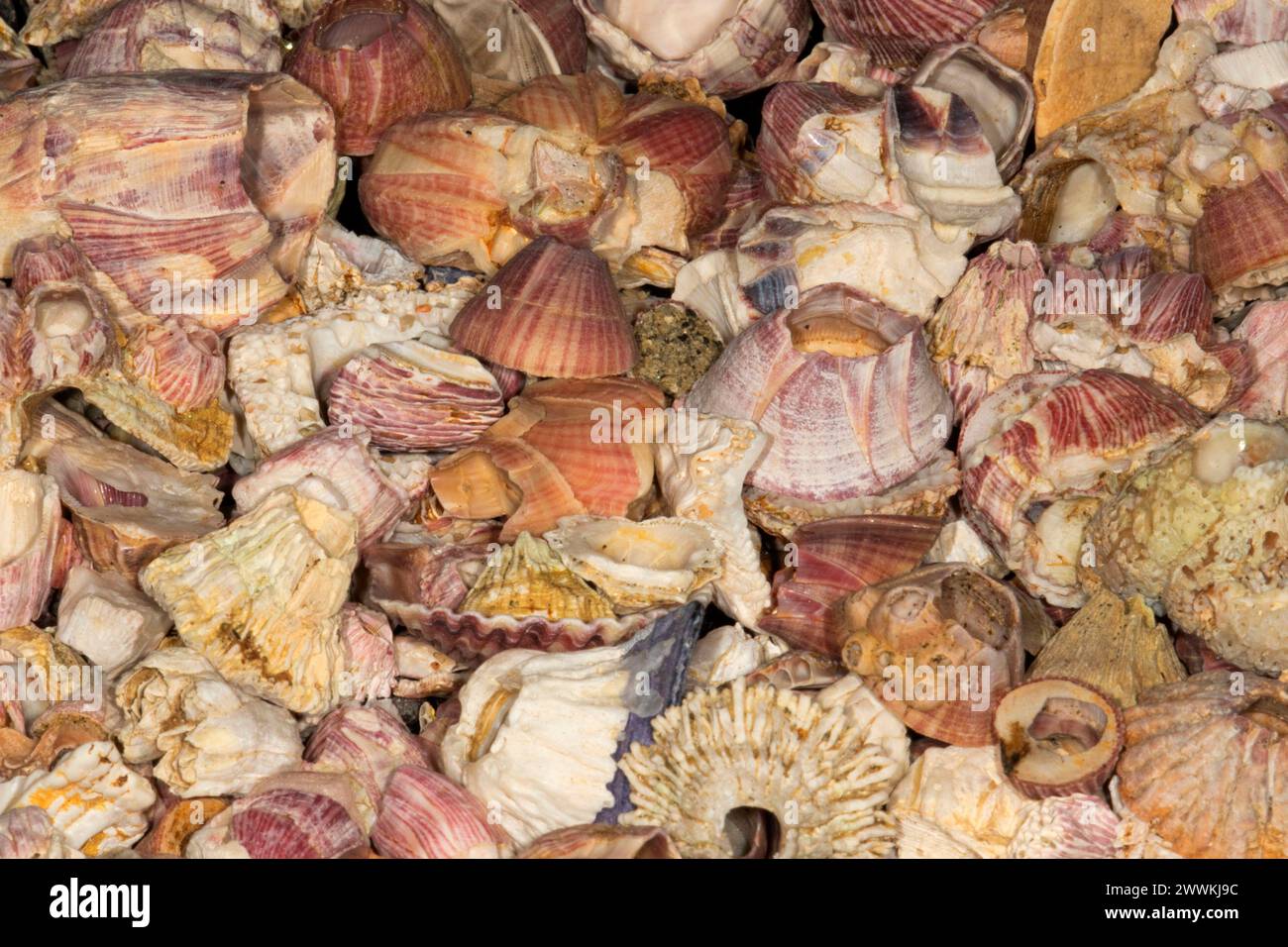 Red-striped Acorn Barnacle shell Stock Photo - Alamy