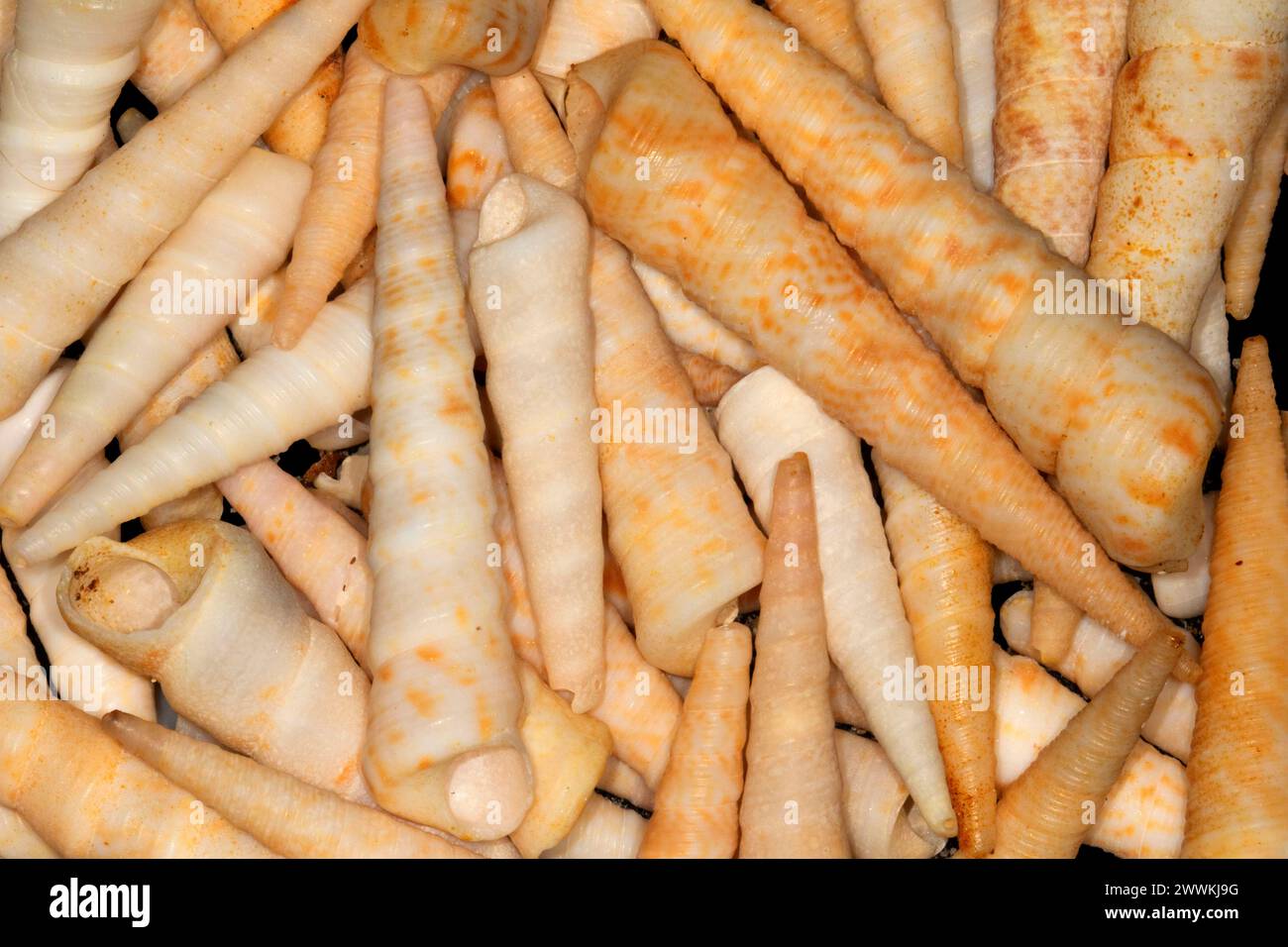 Auger snail hi-res stock photography and images - Alamy