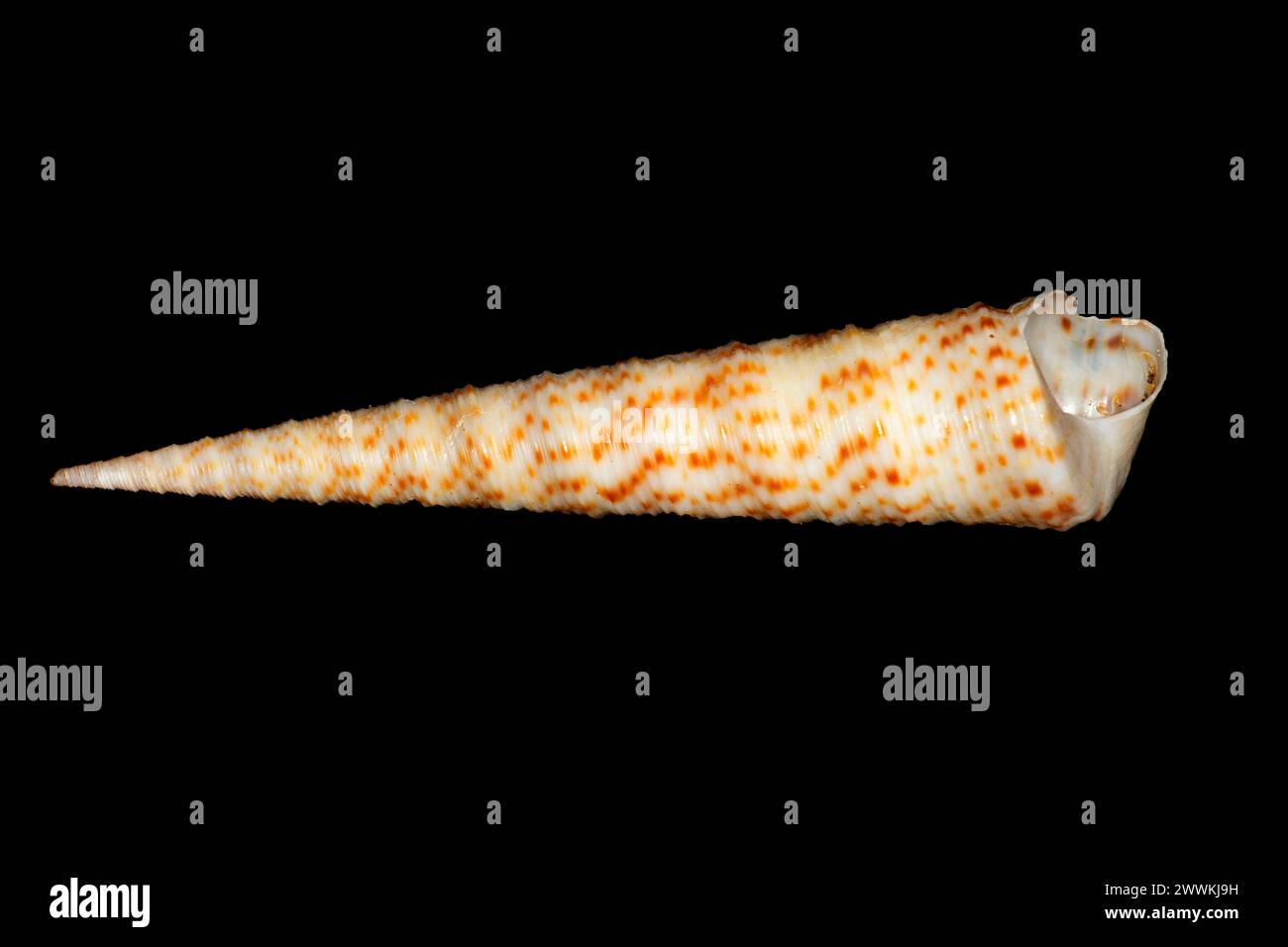 Auger snail hi-res stock photography and images - Alamy