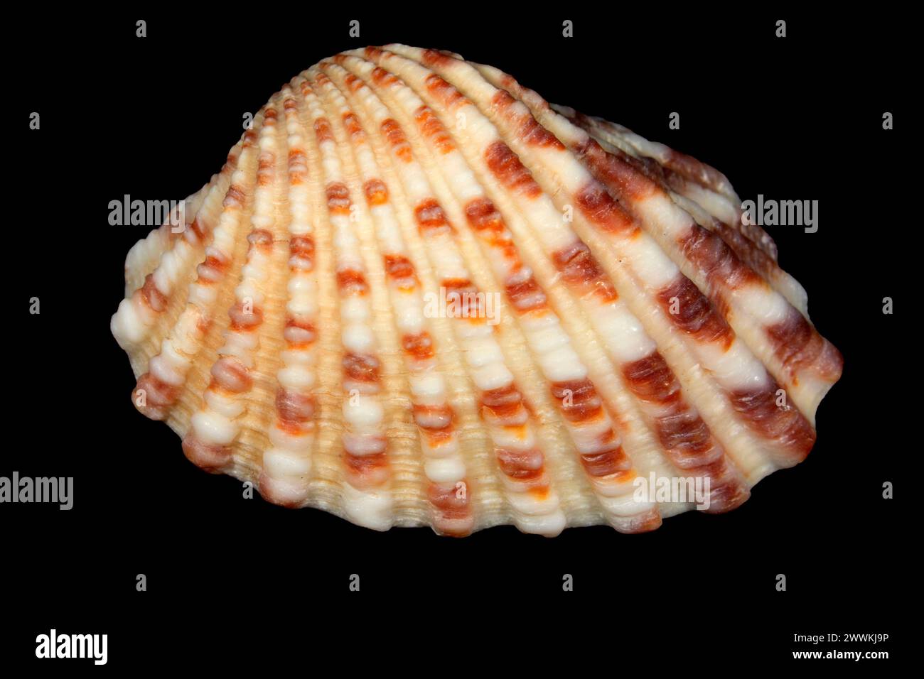 Ribbed beach hi-res stock photography and images - Alamy
