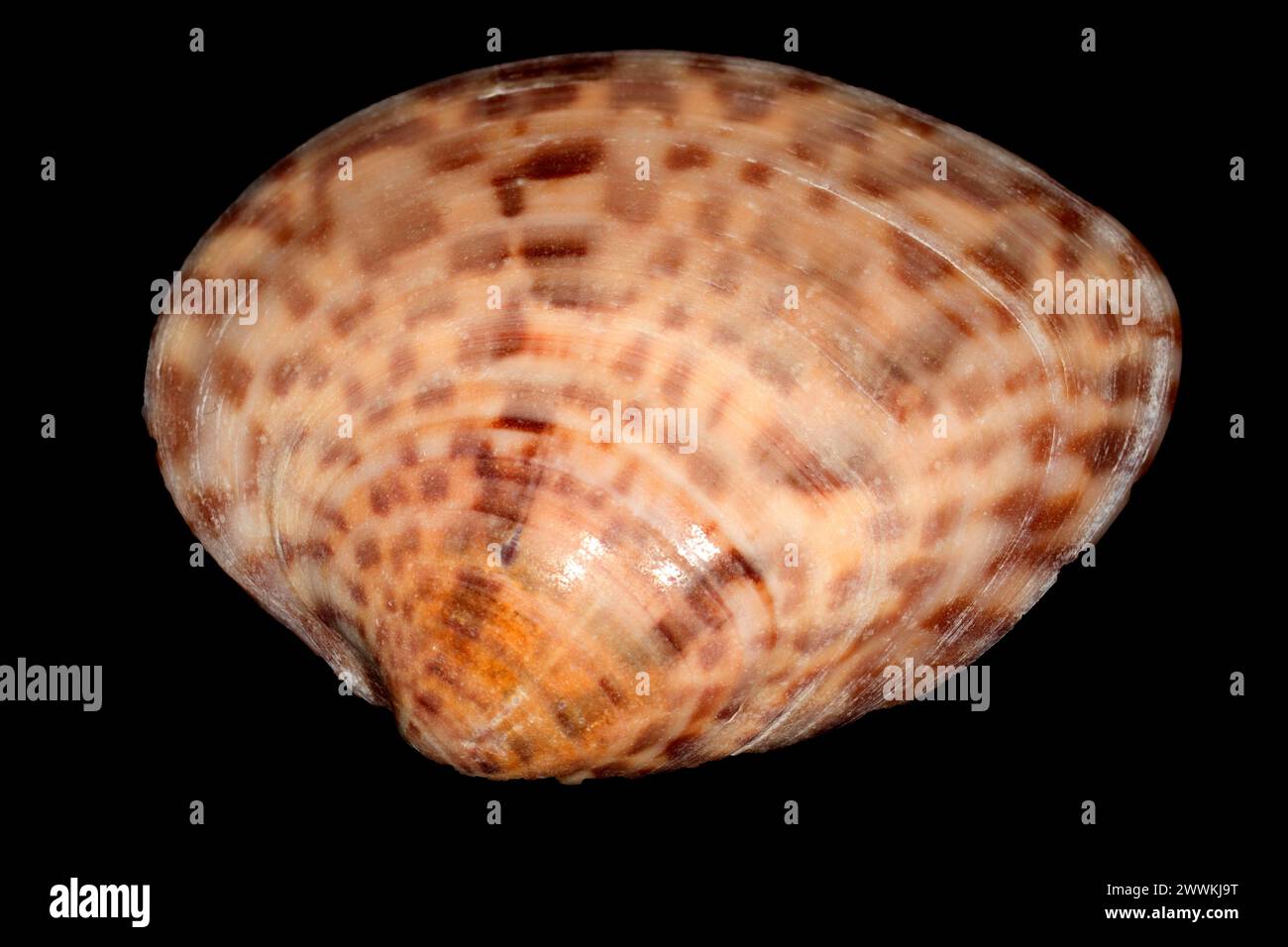 Calico clam shell Stock Photo - Alamy